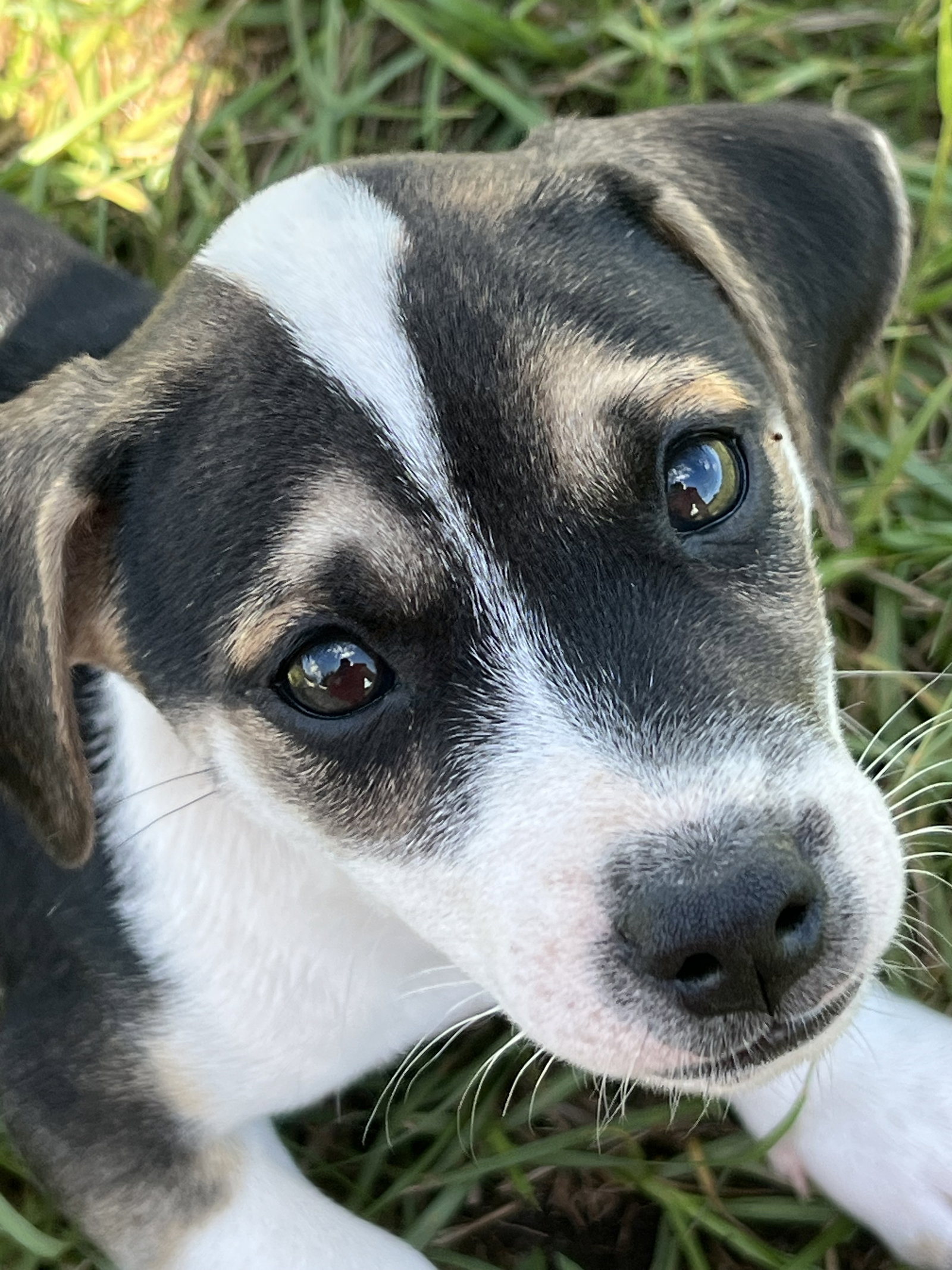 Dog for Adoption - Kylan, a Terrier in Roanoke Rapids, NC | Alpha Paw