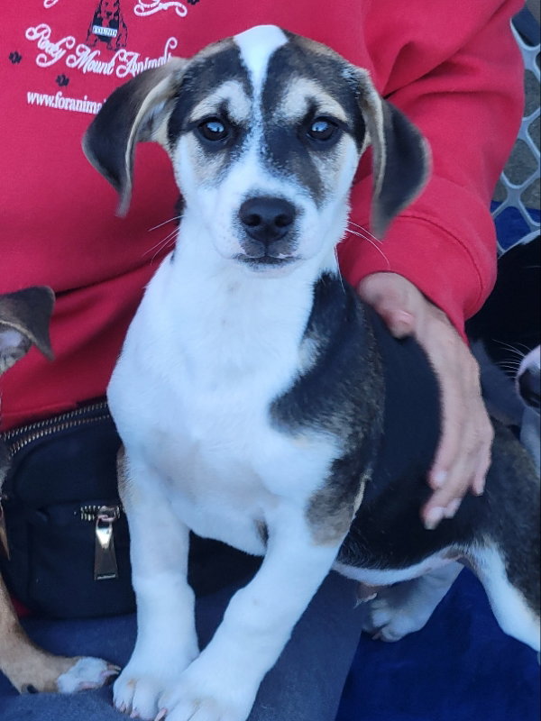 Dog for Adoption - Kylan, a Basset Hound in Roanoke Rapids, NC | Alpha Paw