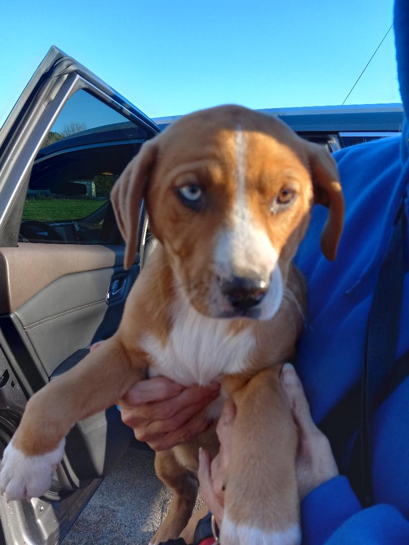Dog for Adoption - Shelby, a Husky in Roanoke Rapids, NC | Alpha Paw
