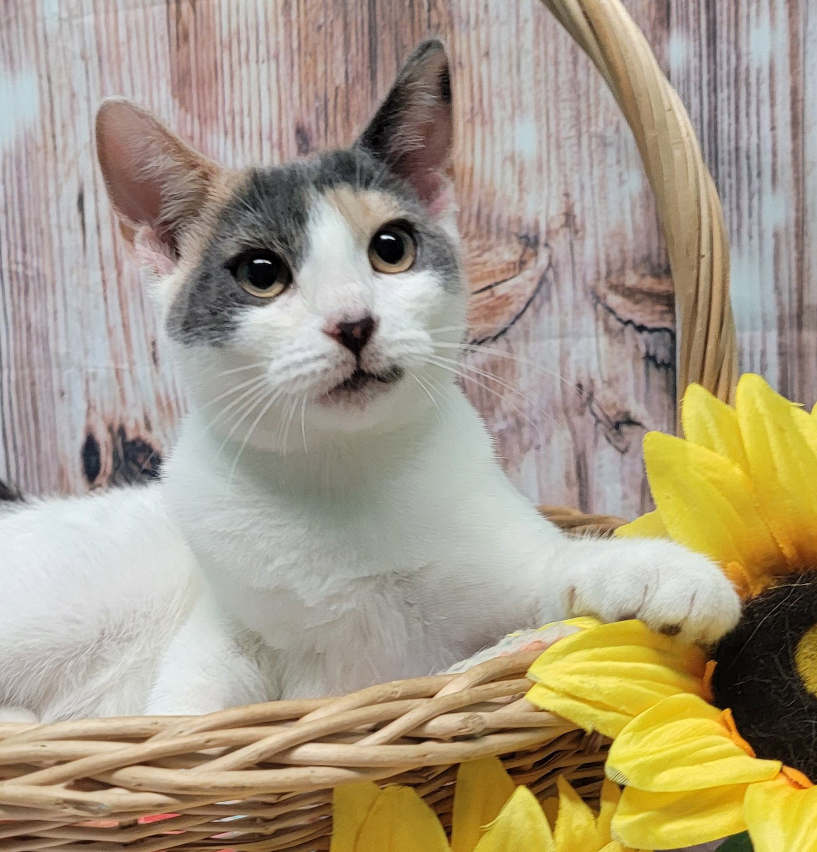 Cats for Adoption in Mignon, Alabama | Alpha Paw