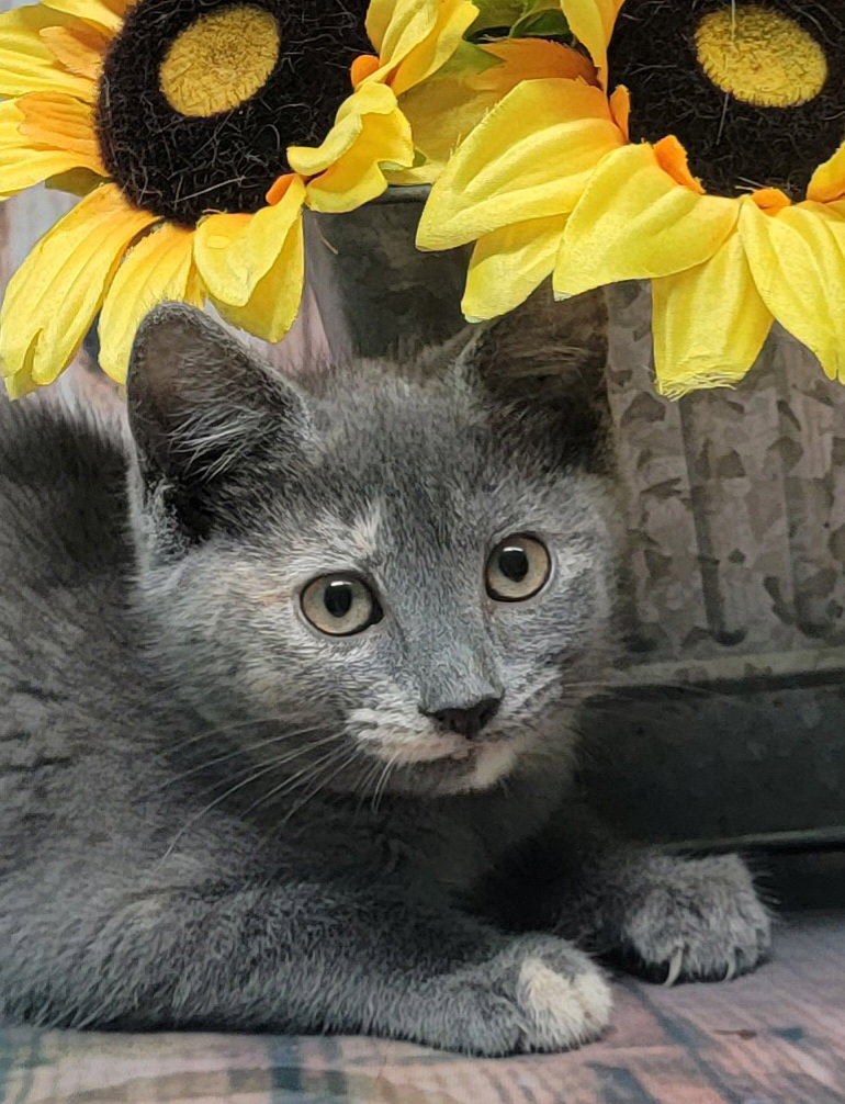 Cats for Adoption in Goodwater, Alabama | Alpha Paw