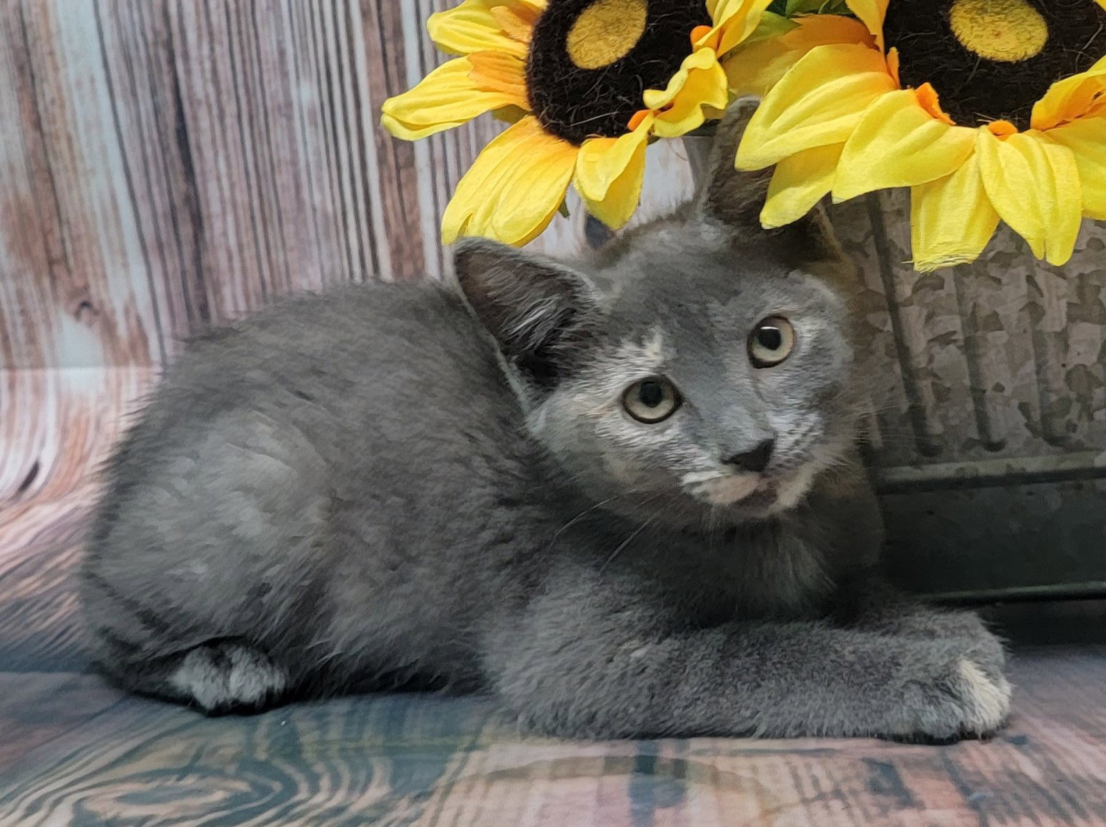 Cats for Adoption in Goodwater, Alabama | Alpha Paw