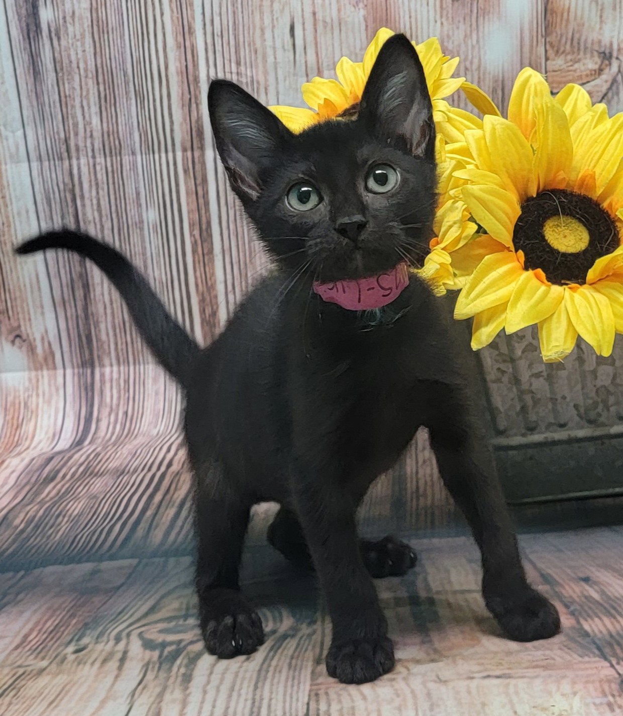 Cats for Adoption in Rockford, Alabama | Alpha Paw
