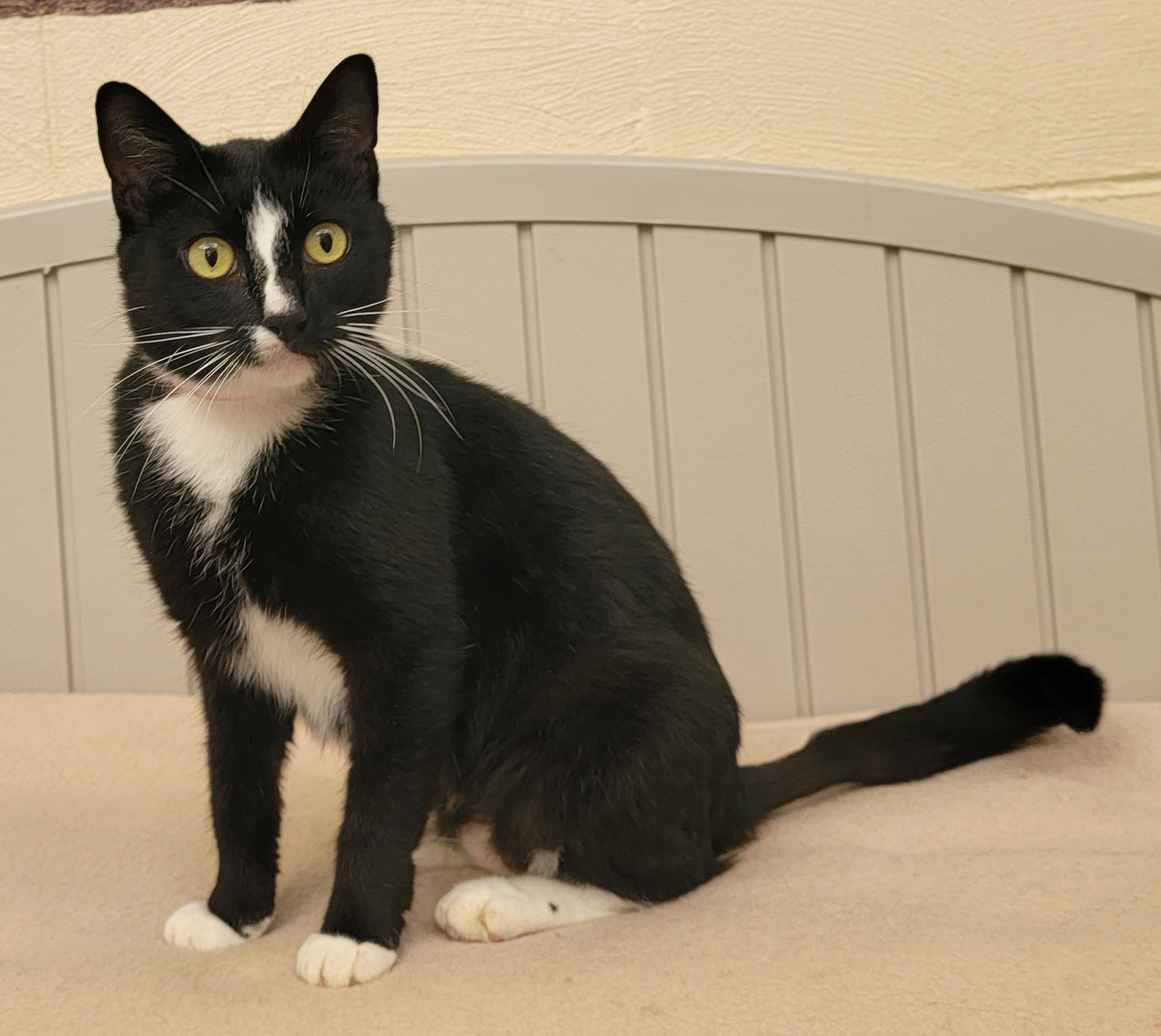 Cats for Adoption in Selmont West Selmont, Alabama | Alpha Paw