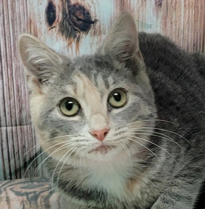 Cats for Adoption in Fayetteville, Alabama | Alpha Paw
