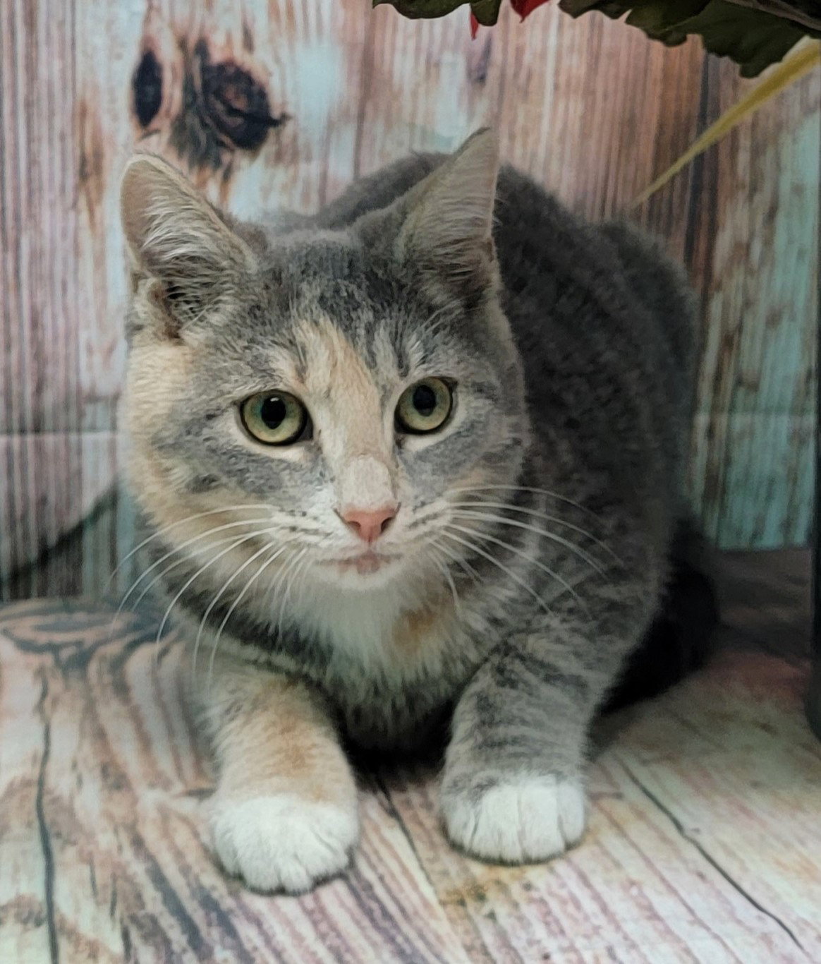 Cats for Adoption in Selma, Alabama | Alpha Paw