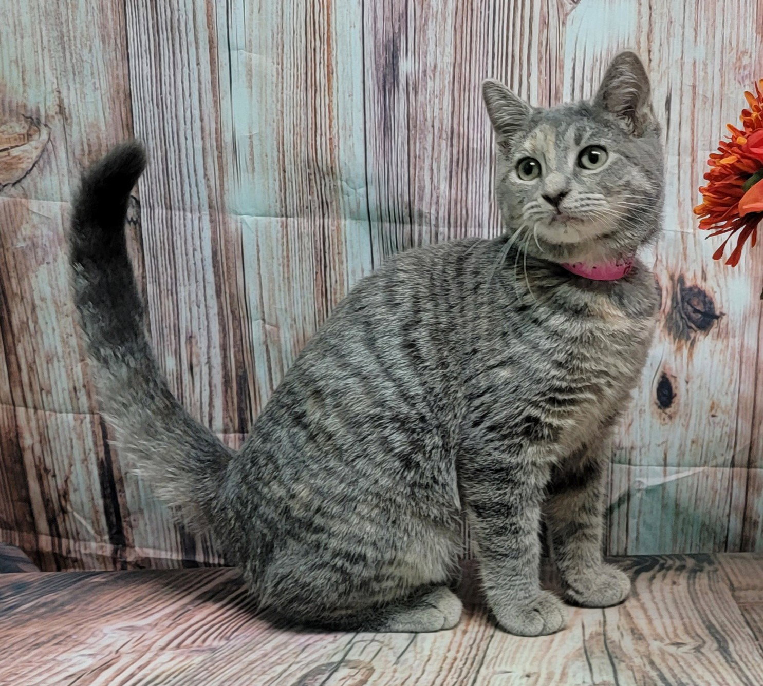 Cats for Adoption in Columbiana, Alabama | Alpha Paw