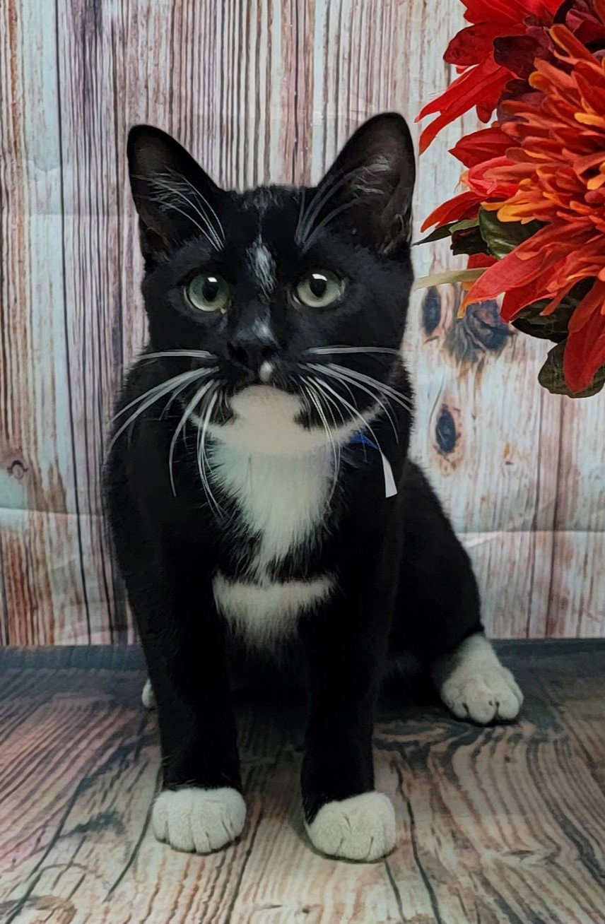Cats for Adoption in Montgomery County, Alabama | Alpha Paw