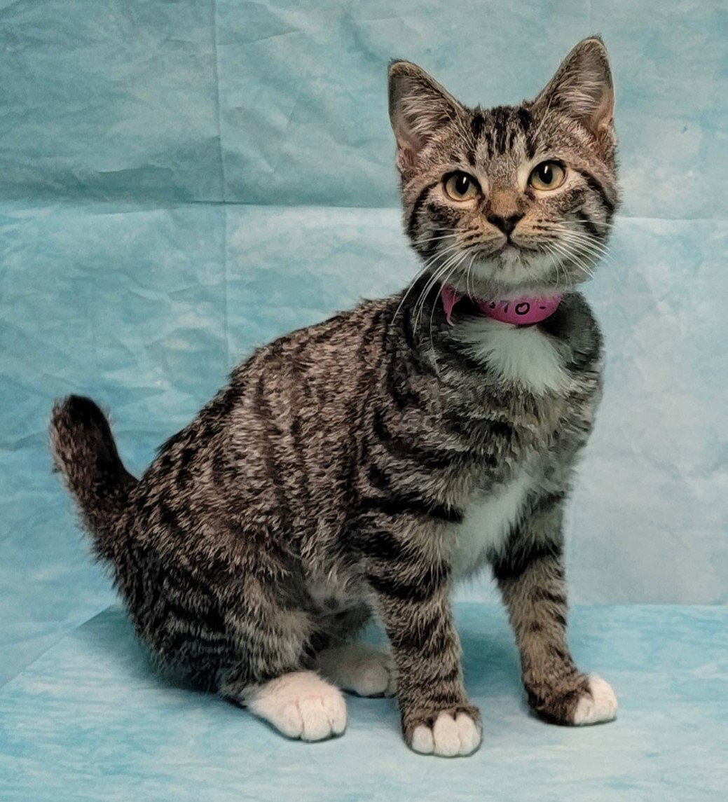 Cats for Adoption in Montgomery County, Alabama | Alpha Paw