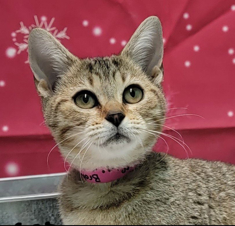 Cats for Adoption in Pike Road, Alabama | Alpha Paw