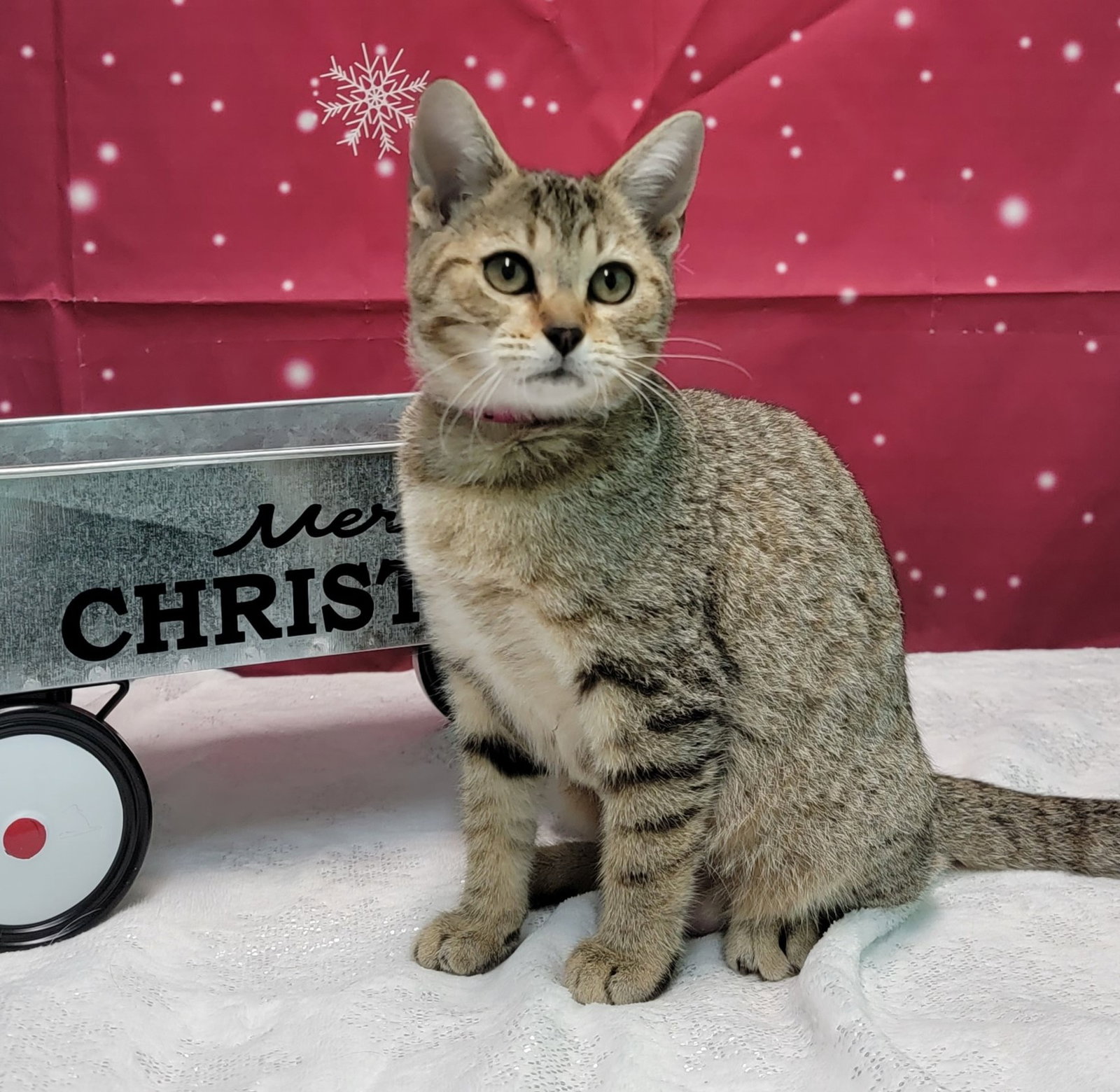 Cats for Adoption in Pike Road, Alabama | Alpha Paw