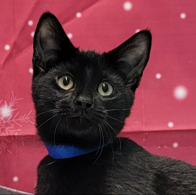 Cats for Adoption in Rockford, Alabama | Alpha Paw