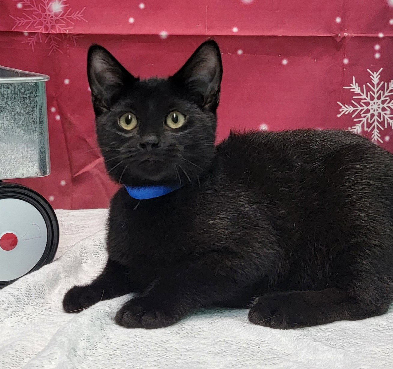 Cats for Adoption in Rockford, Alabama | Alpha Paw