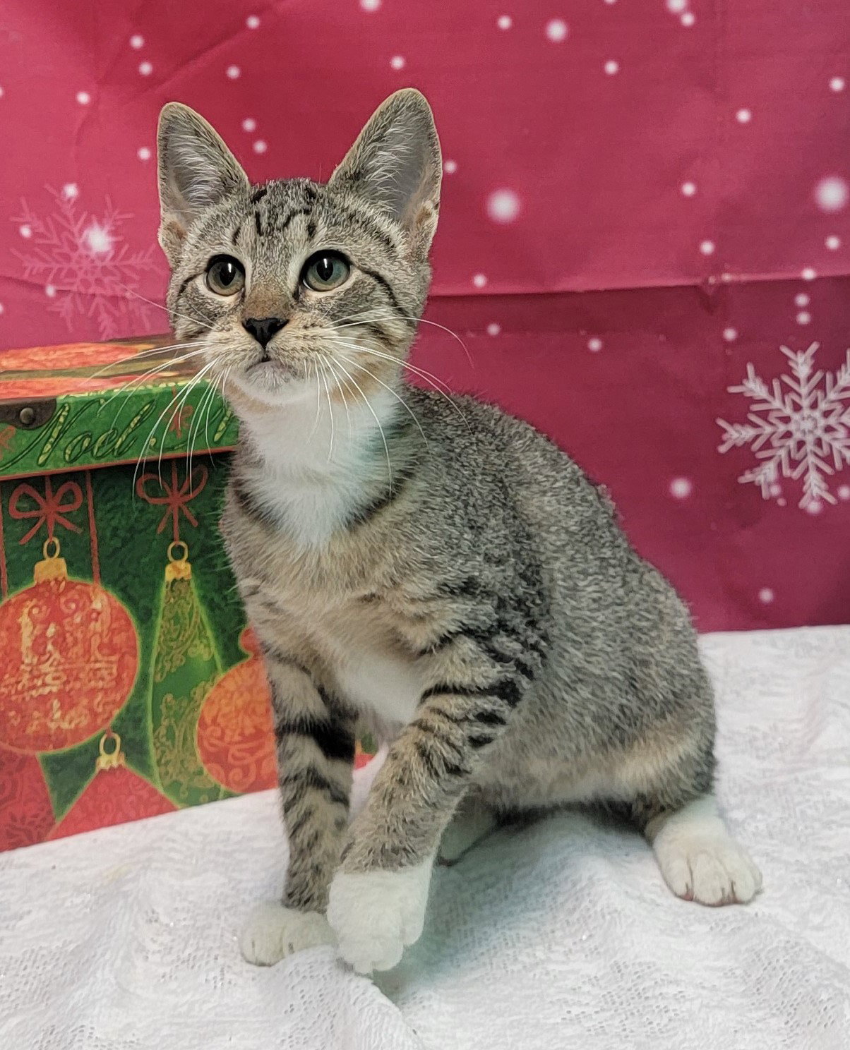 Cats for Adoption in Autauga County, Alabama | Alpha Paw