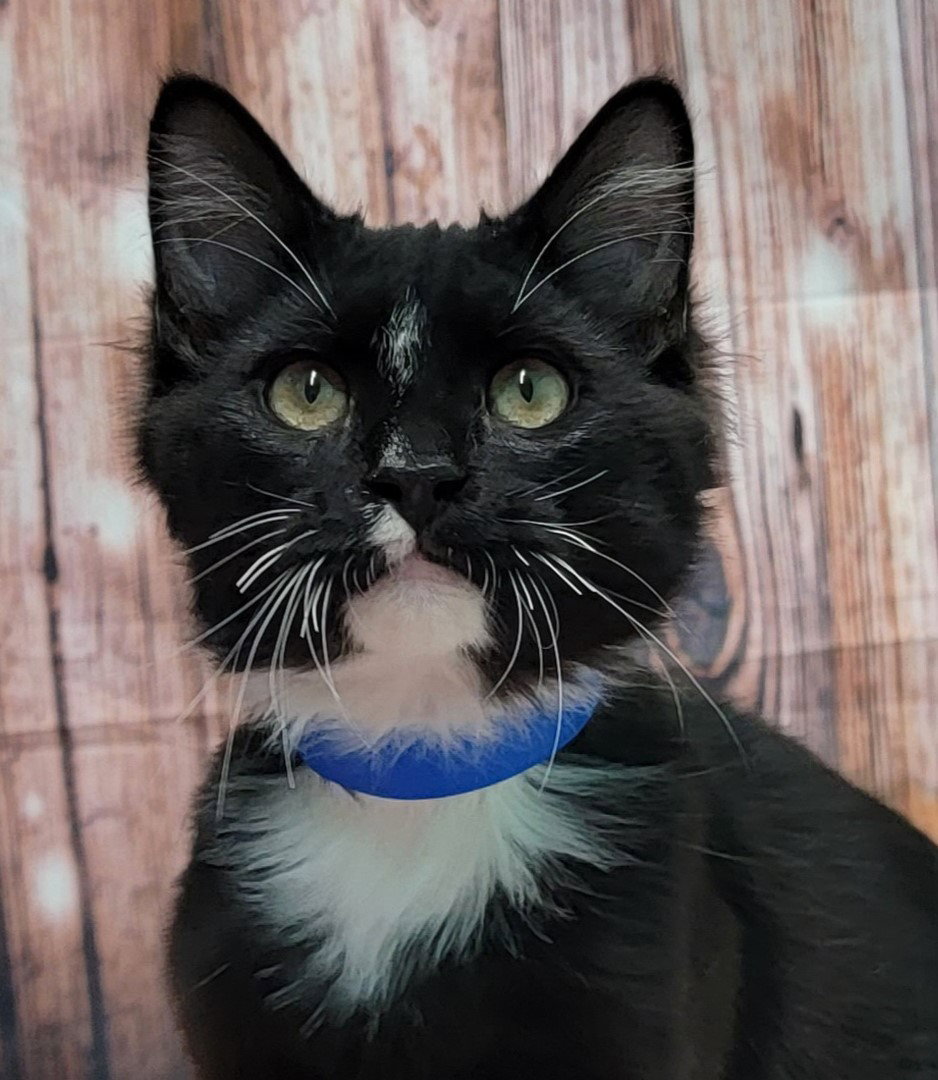 Cats for Adoption in Autauga County, Alabama | Alpha Paw