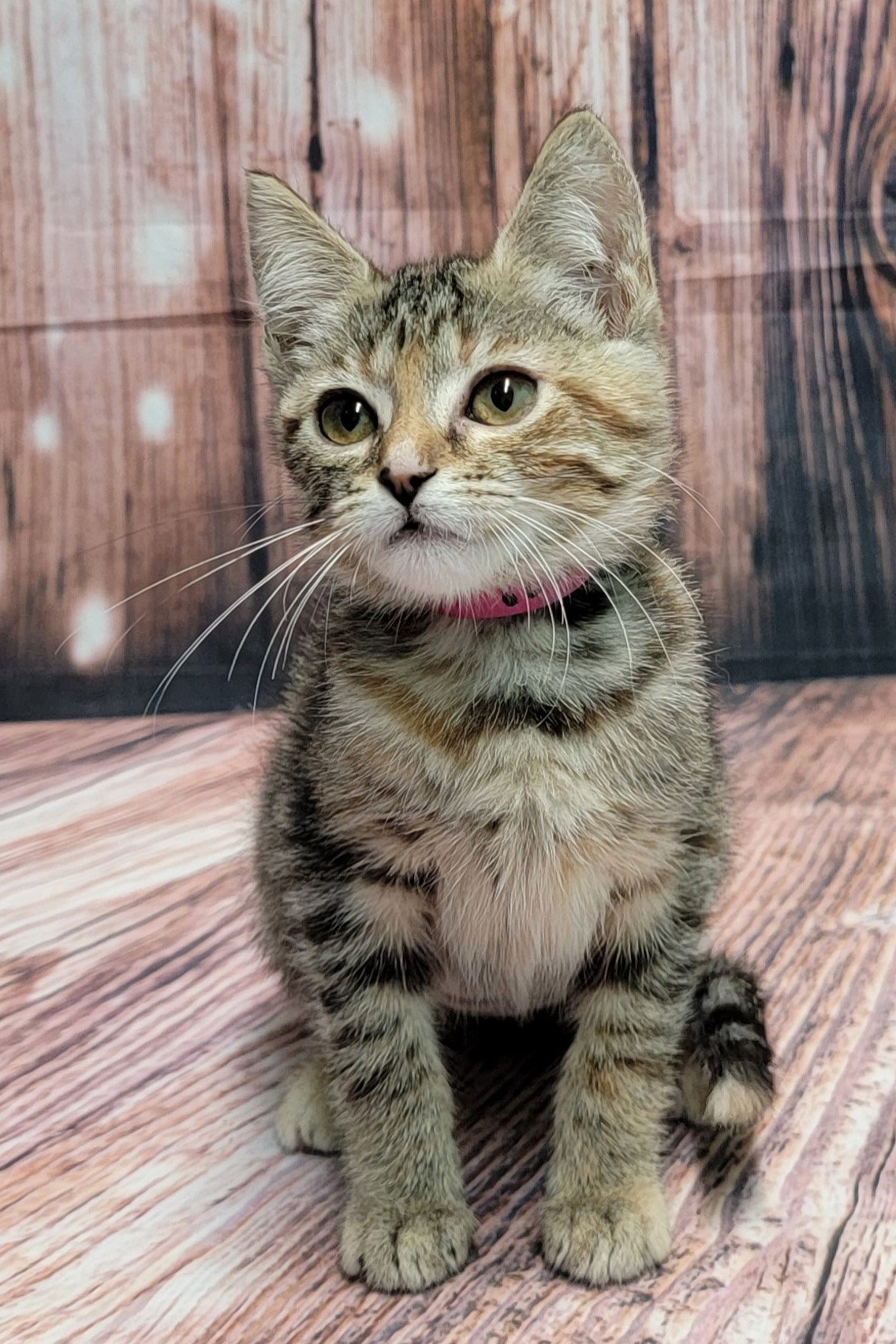 Cats for Adoption in Coosa County, Alabama | Alpha Paw