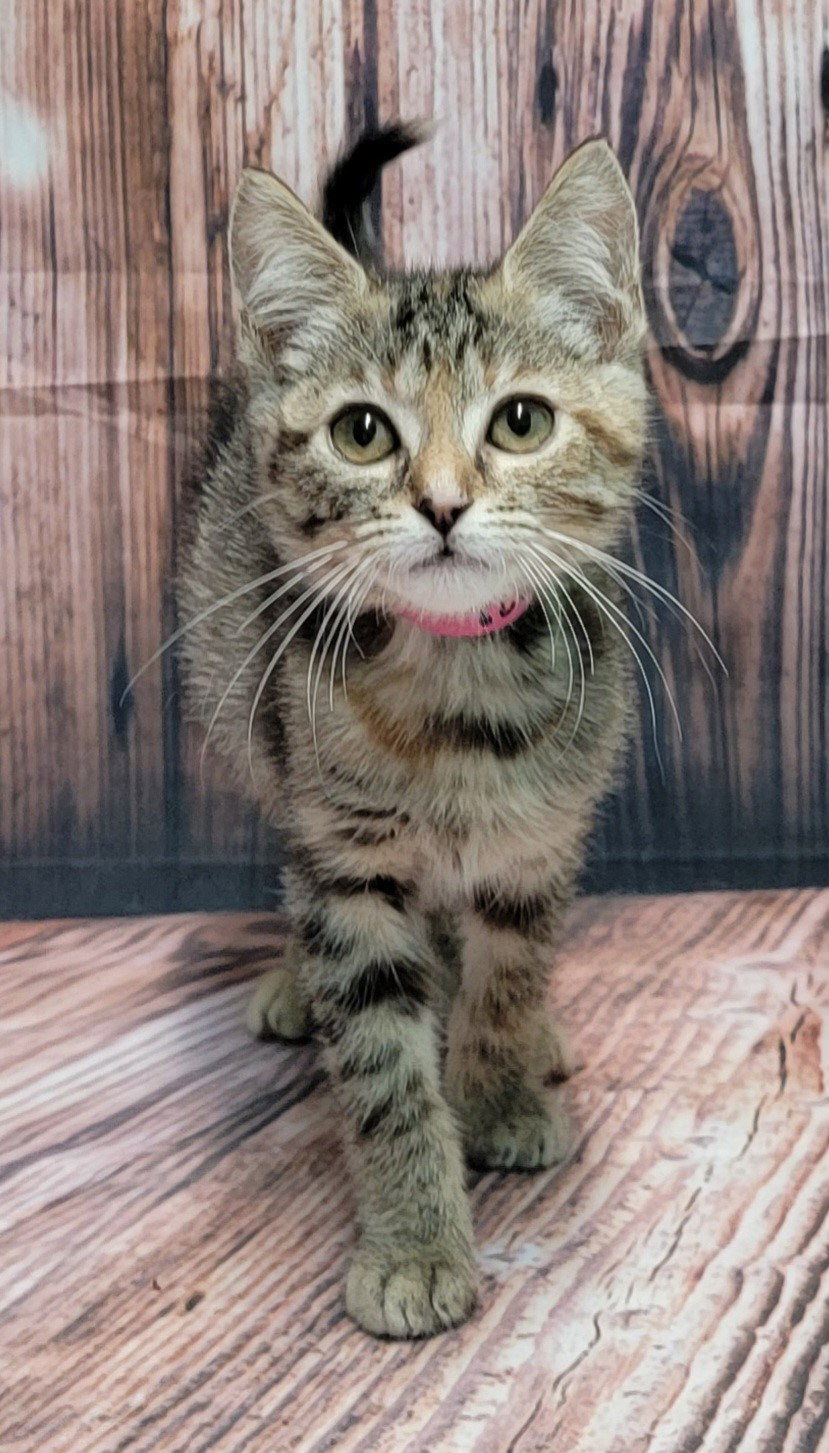 Cats for Adoption in Coosa County, Alabama | Alpha Paw