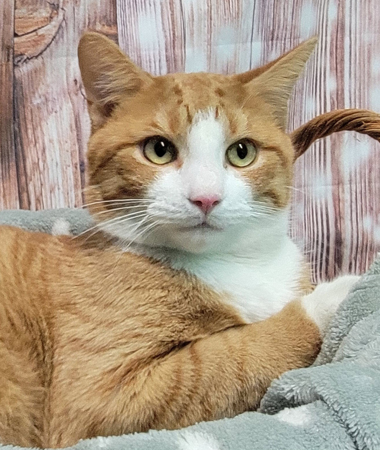 Cats for Adoption in Tallassee, Alabama | Alpha Paw