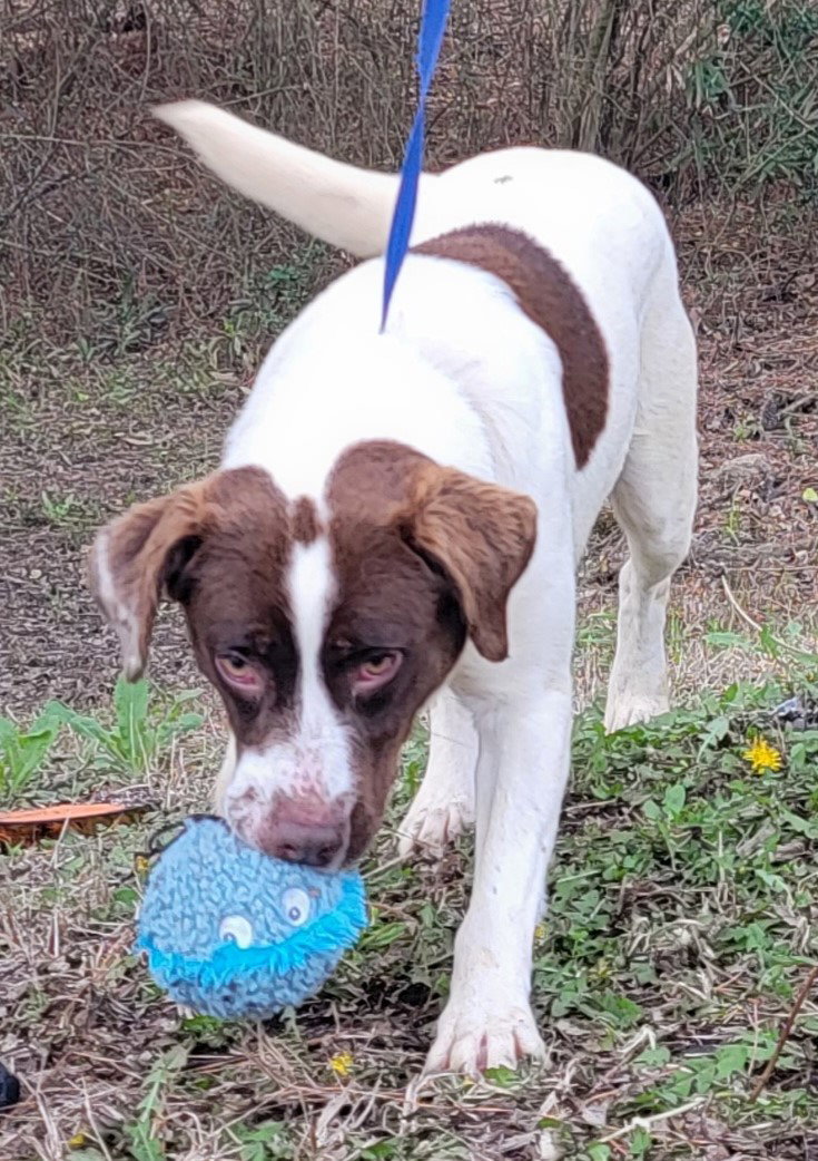 Dog for Adoption - 230103 Rita, a Pointer in Elmore County, AL | Alpha Paw