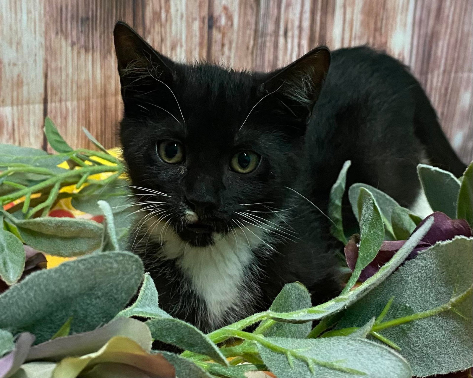 Cats for Adoption in Goodwater, Alabama | Alpha Paw