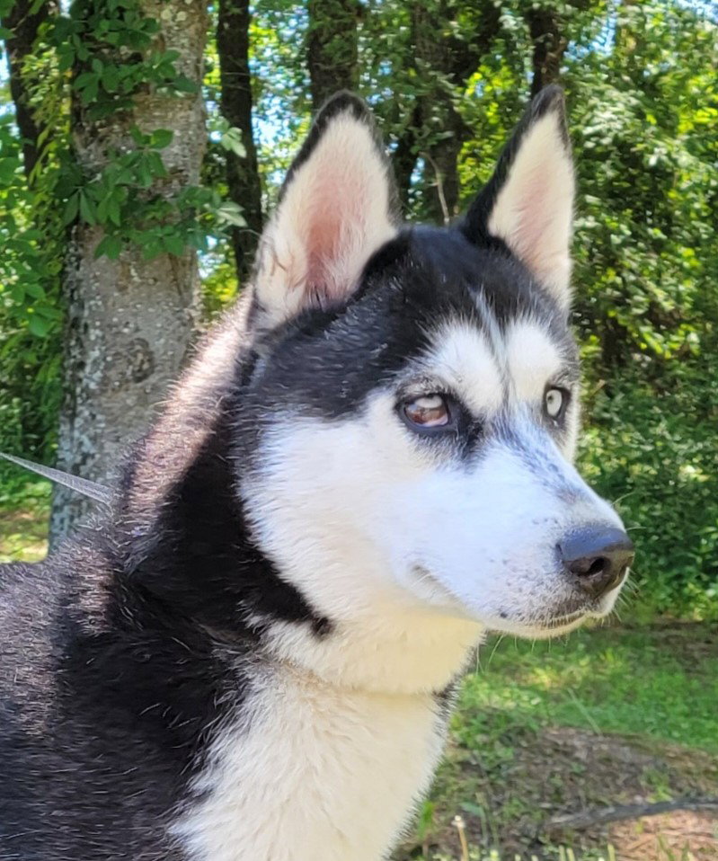 Dog for Adoption - 230611 Angel, a Siberian Husky in Lowndes County, AL ...