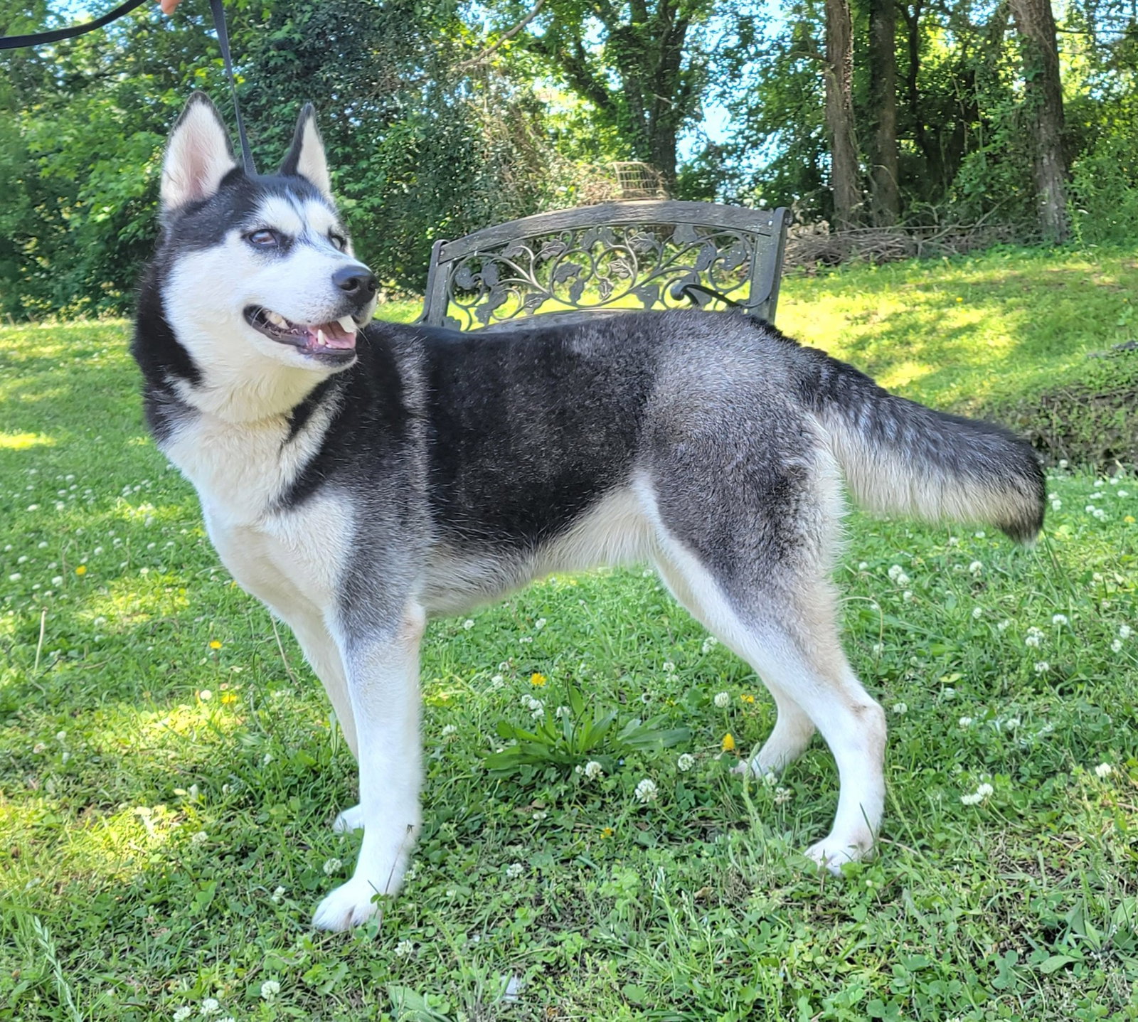 Dog for Adoption - 230611 Angel, a Siberian Husky in Lowndes County, AL ...
