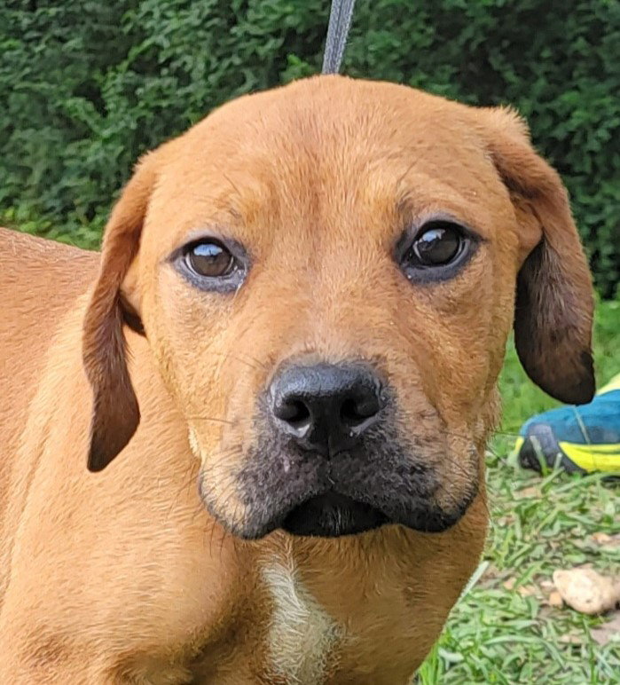 Dog for Adoption - 230721 Scarlet, a American Pit Bull Terrier in ...
