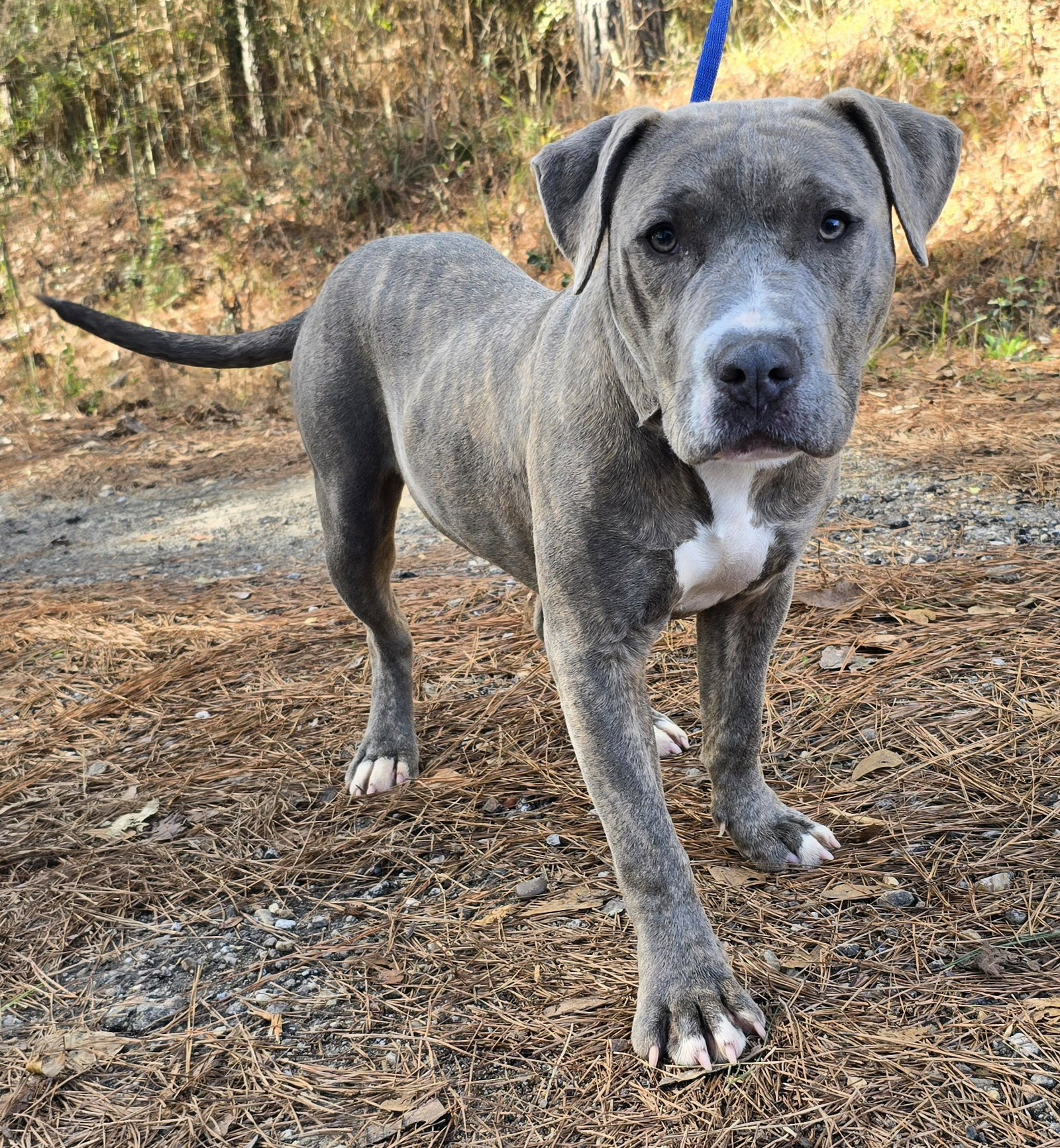 Dog for Adoption - 240094 Echo, a American Pit Bull Terrier in Autauga ...