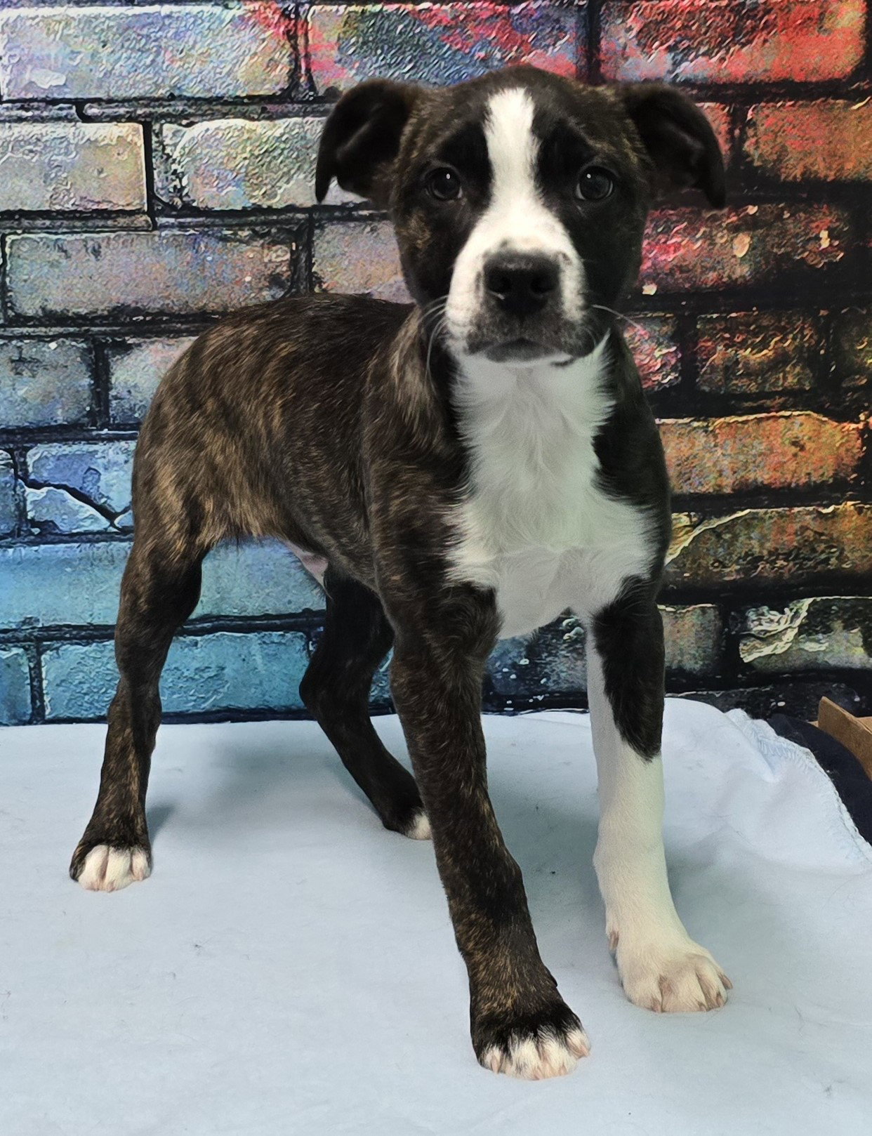 Dog for Adoption - 240149 Beethoven, a Australian Shepherd in Opelika ...