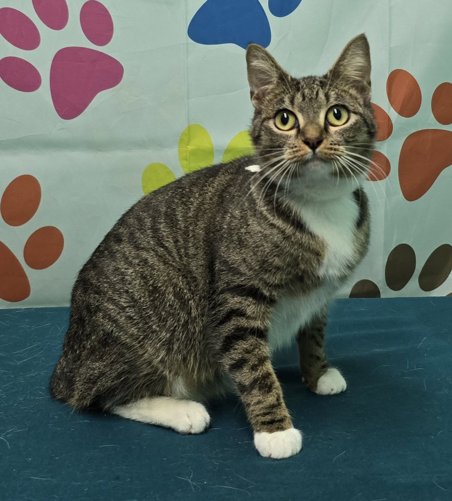 Cat adoption in Wetumpka, AL 36092: Domestic Short Hair / Bobtail ...