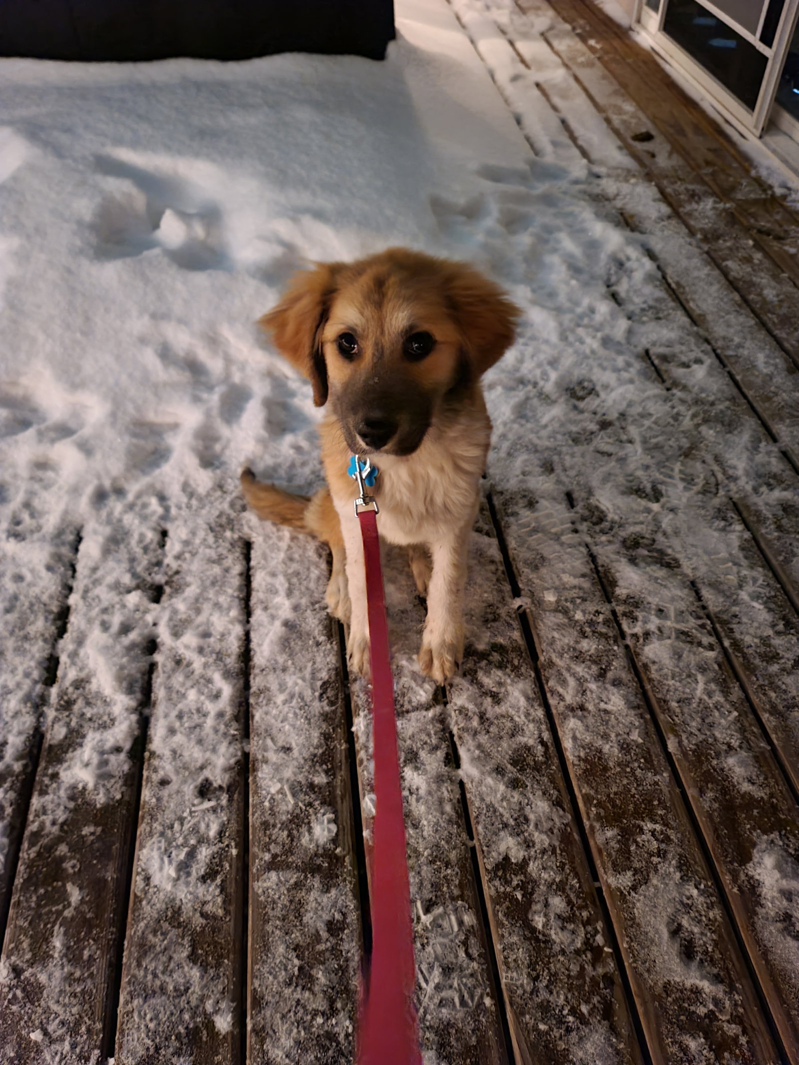 Dog for Adoption - Layla, a Labrador Retriever in Kankakee, IL | Alpha Paw