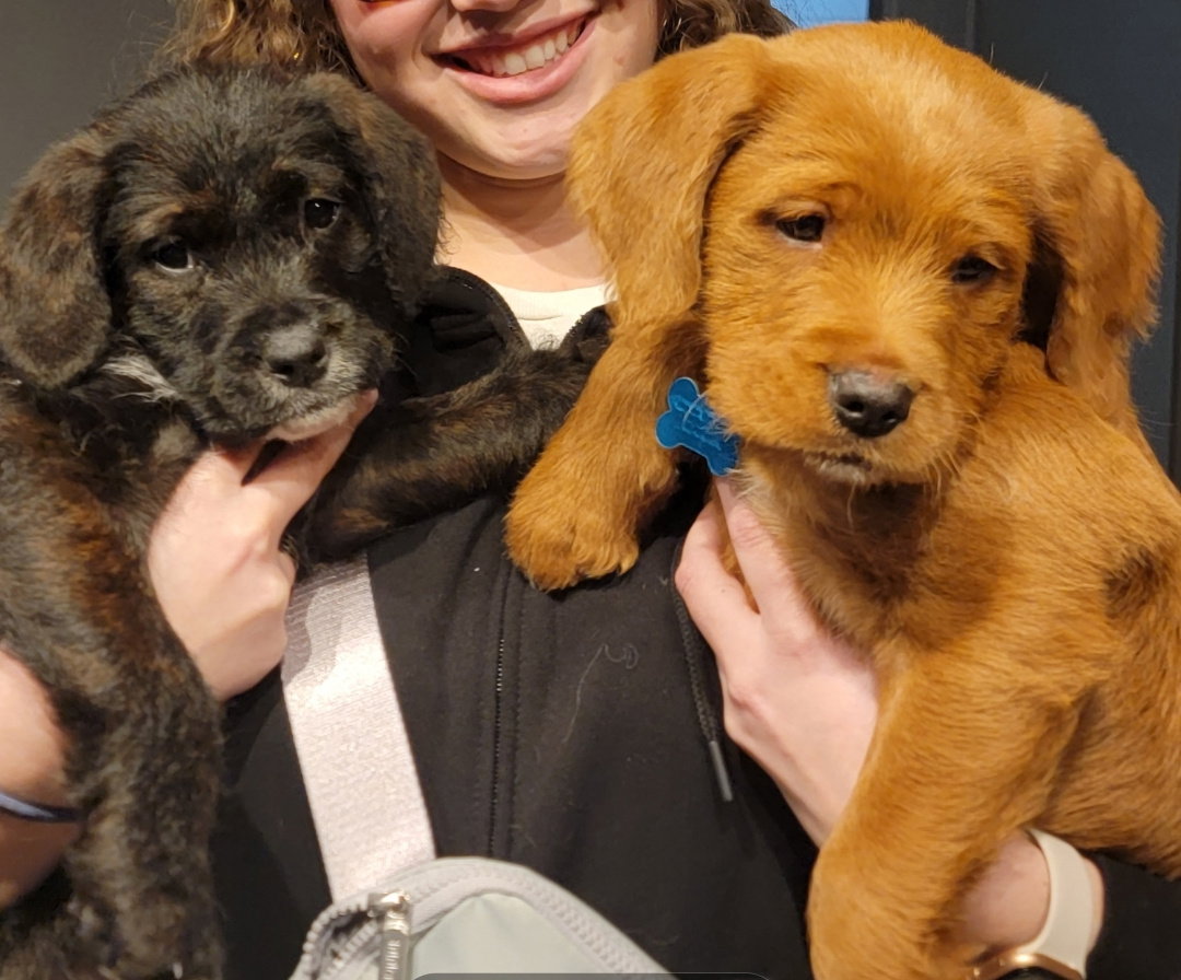 Dog for Adoption - Daisy, a Labrador Retriever in Kankakee, IL | Alpha Paw