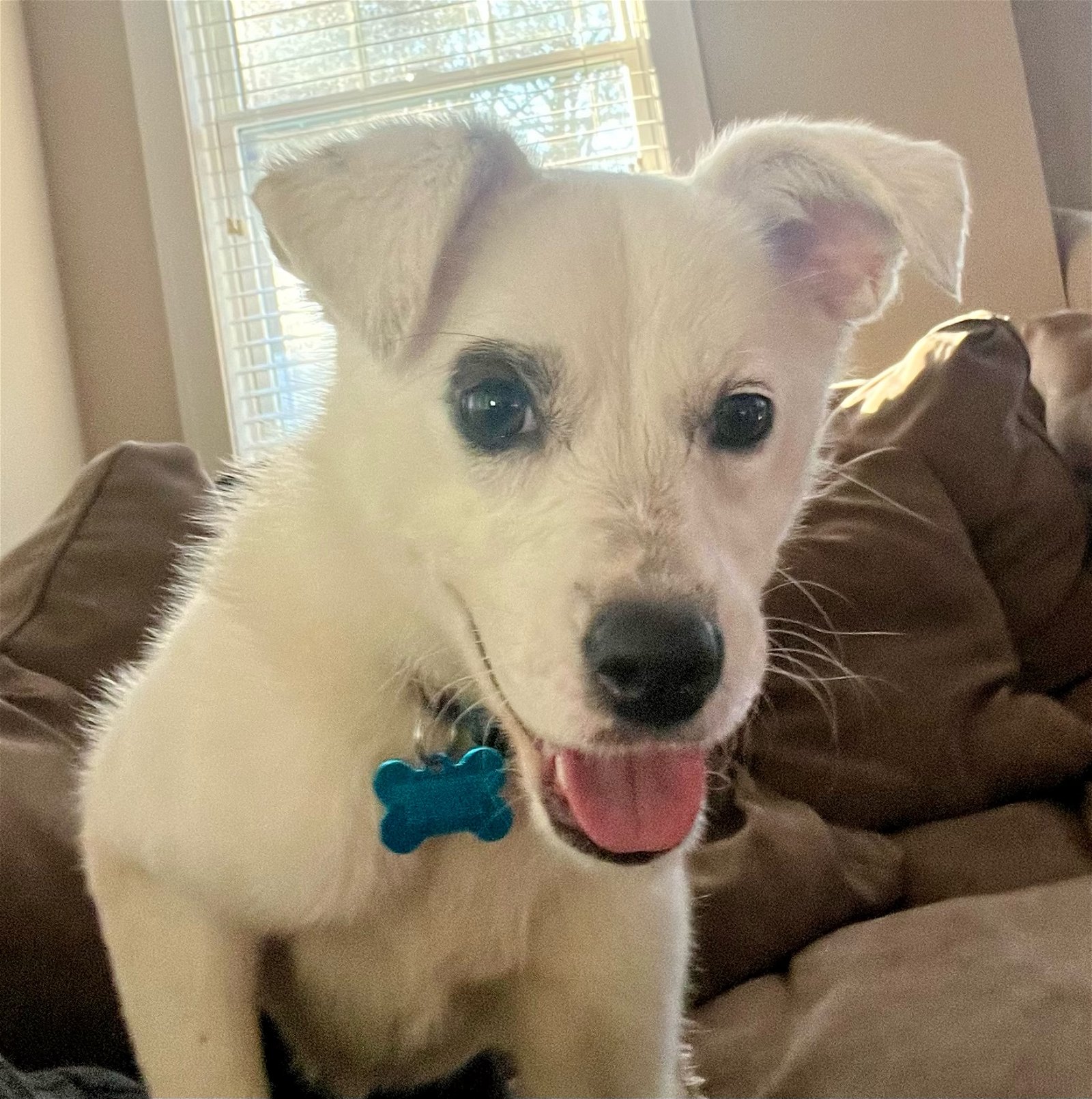 Dog for Adoption - Pookie, a Terrier in Rolling Meadows, IL | Alpha Paw