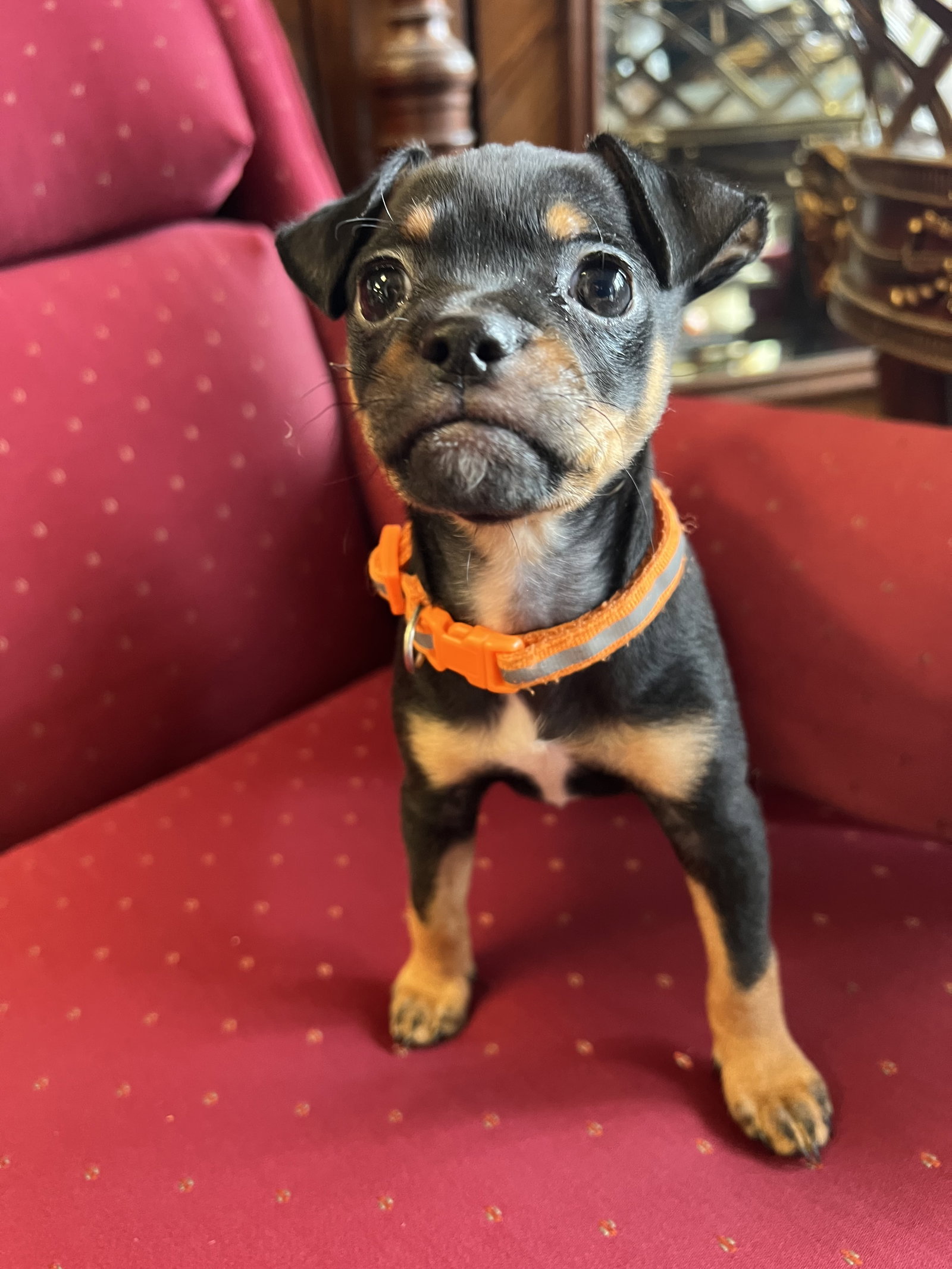 Bisou's Web Page