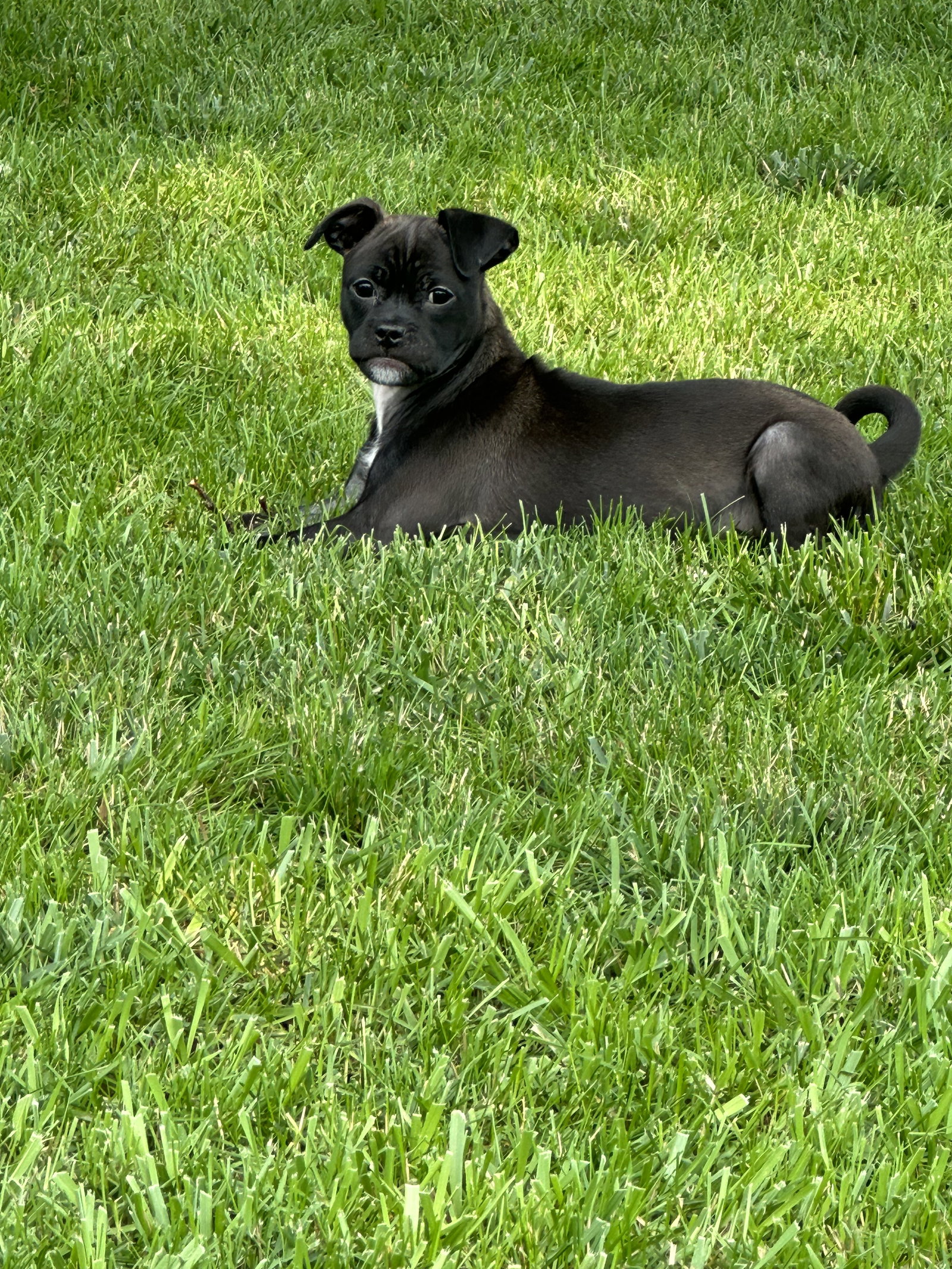 Dog for Adoption - Gene, a Boston Terrier in Lasalle County, IL | Alpha Paw