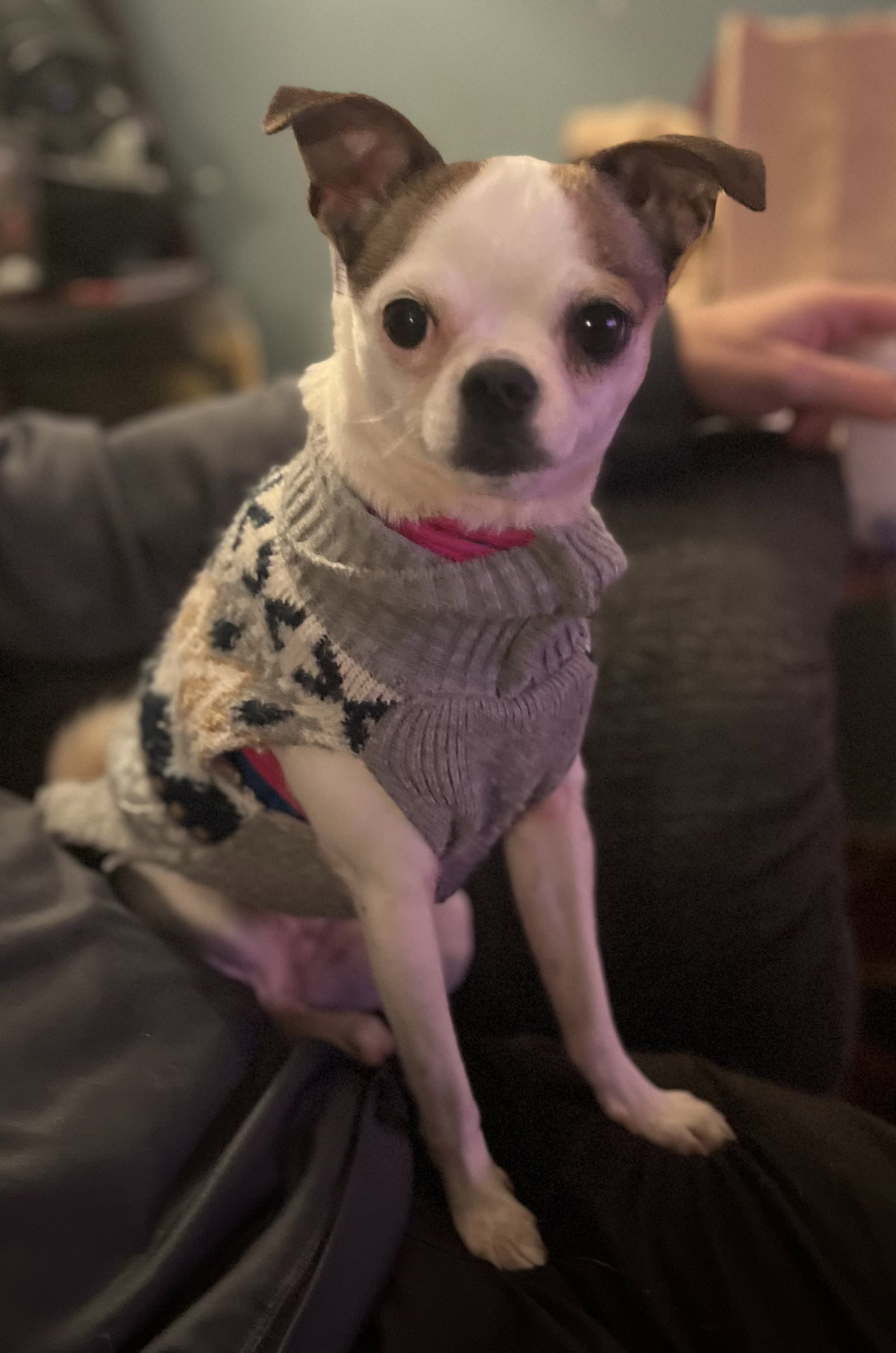 Dog adoption in Aurora, IL 60504: Chihuahua / Mixed (short coat) Dog "Vivi"
