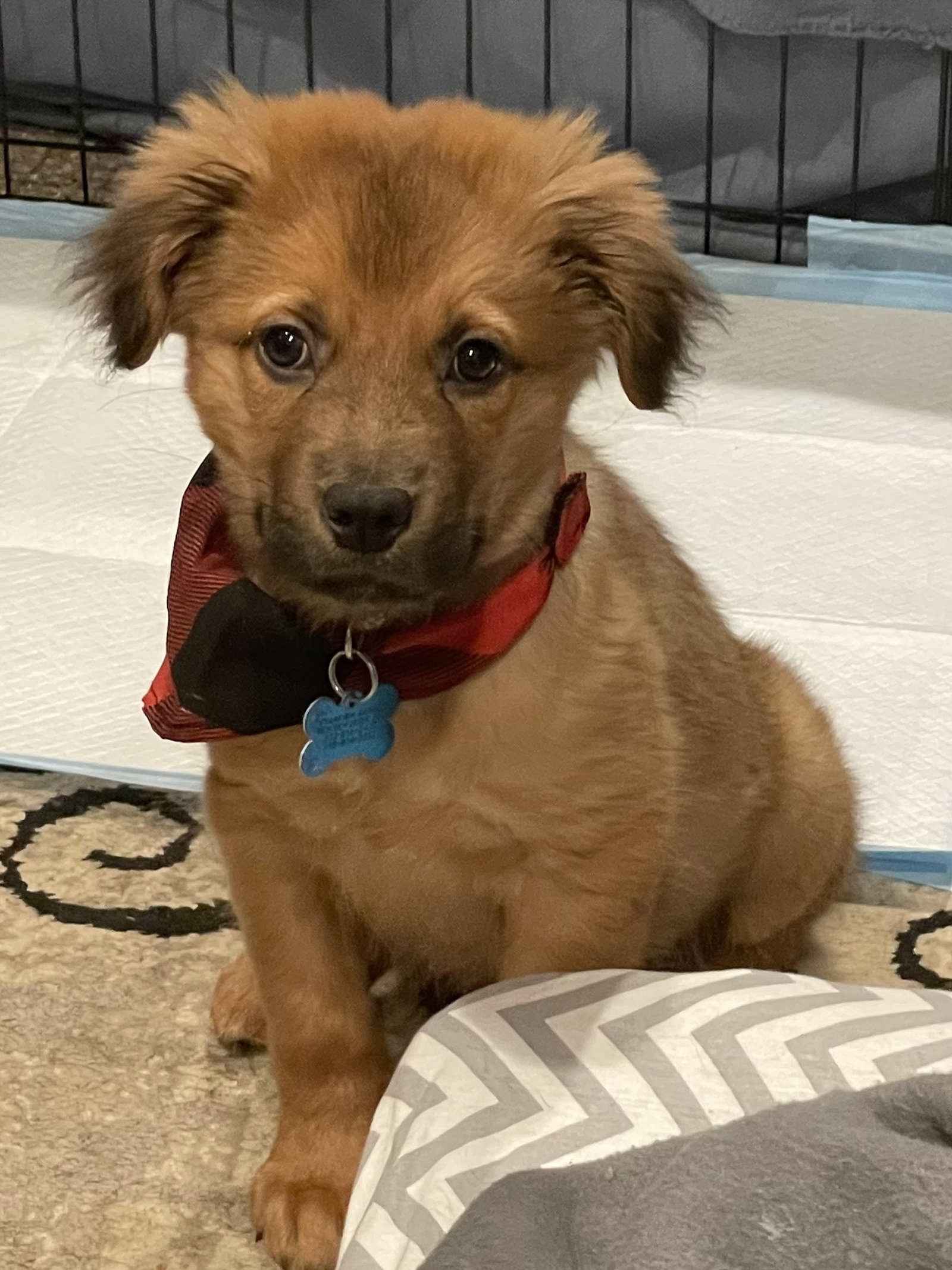 Dog for Adoption - Warren, a Shepherd in Sandwich, IL | Alpha Paw