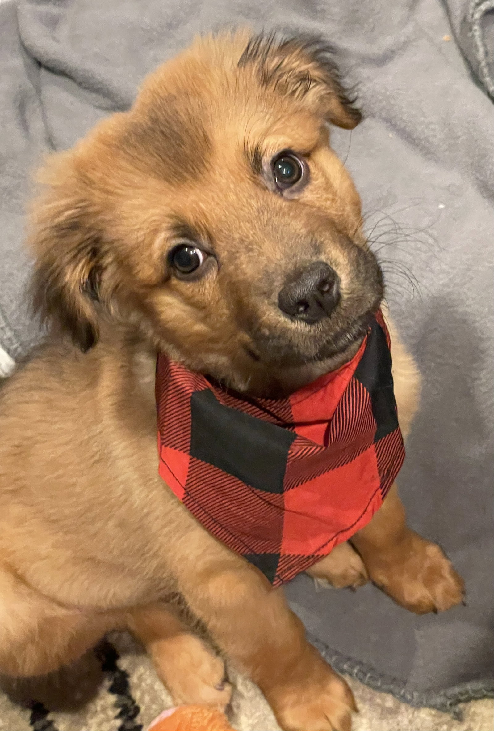Dog for Adoption - Warren, a Shepherd in Sandwich, IL | Alpha Paw