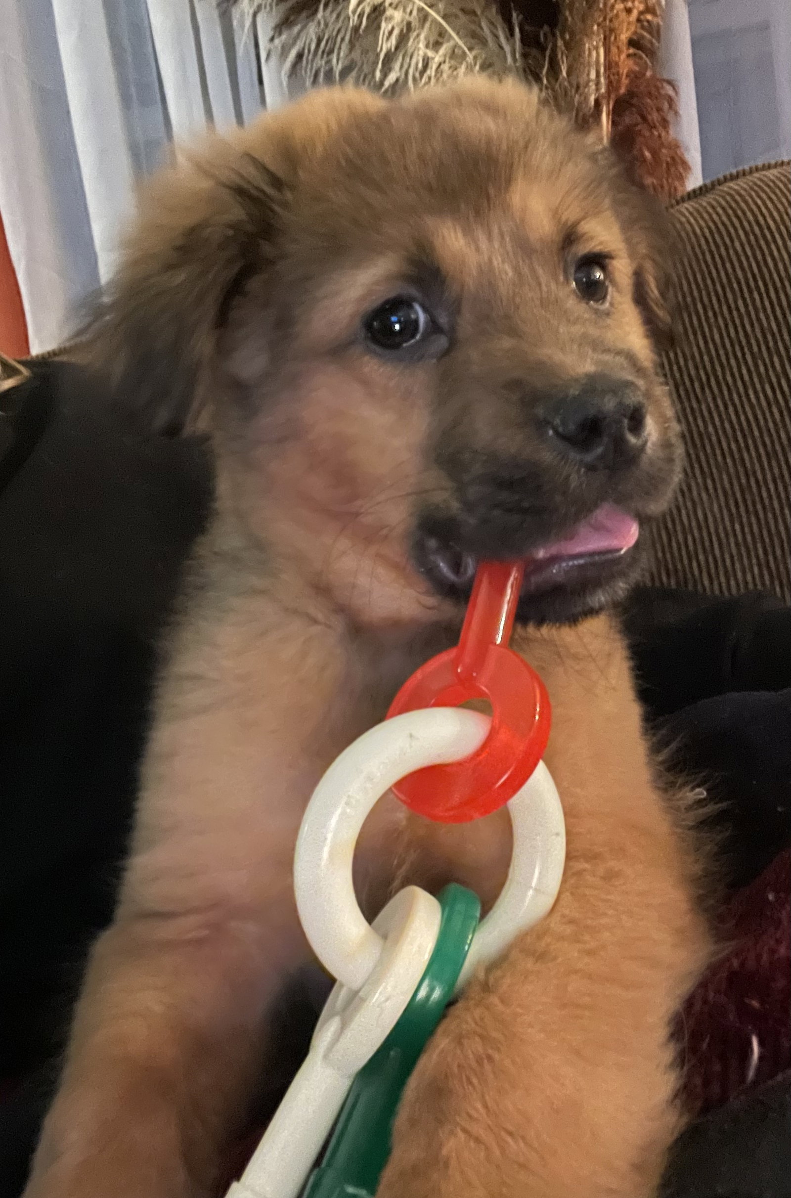 Dog for Adoption - Warren, a Shepherd in Sandwich, IL | Alpha Paw