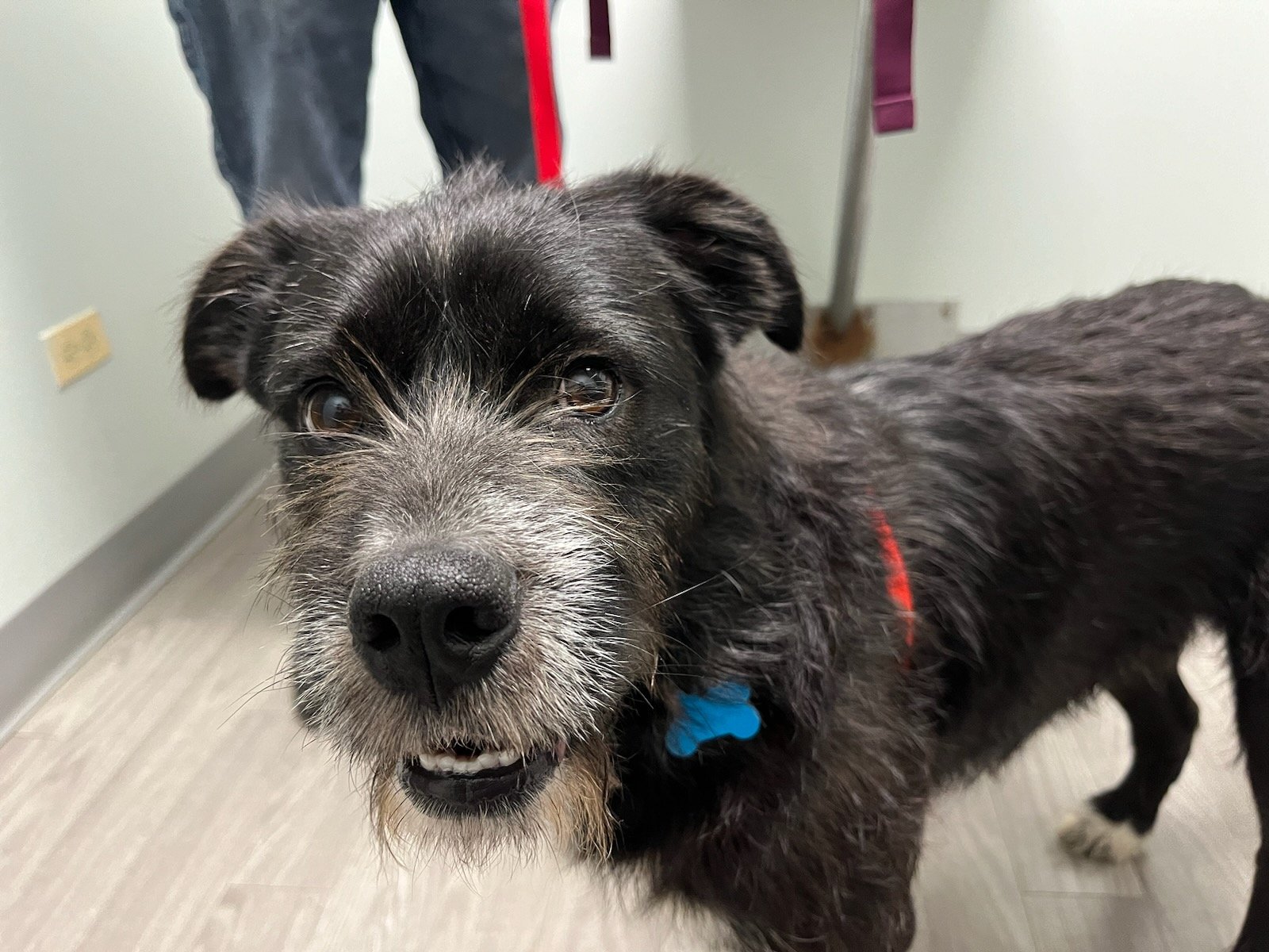 Dog for Adoption - Scruffy, a Terrier in Des Plaines, IL | Alpha Paw