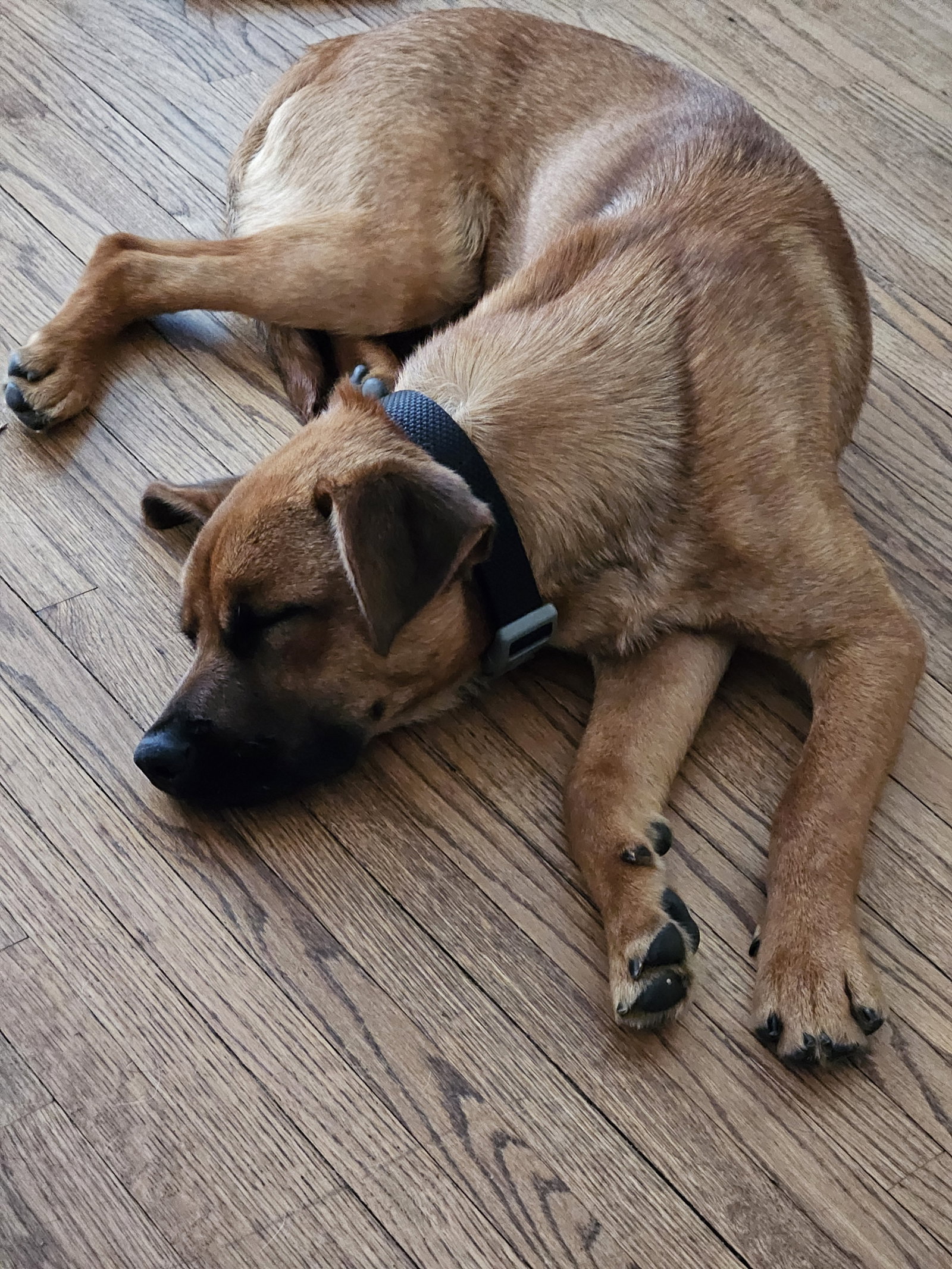 Dog for Adoption - Cardinal, a Labrador Retriever in Kankakee County ...