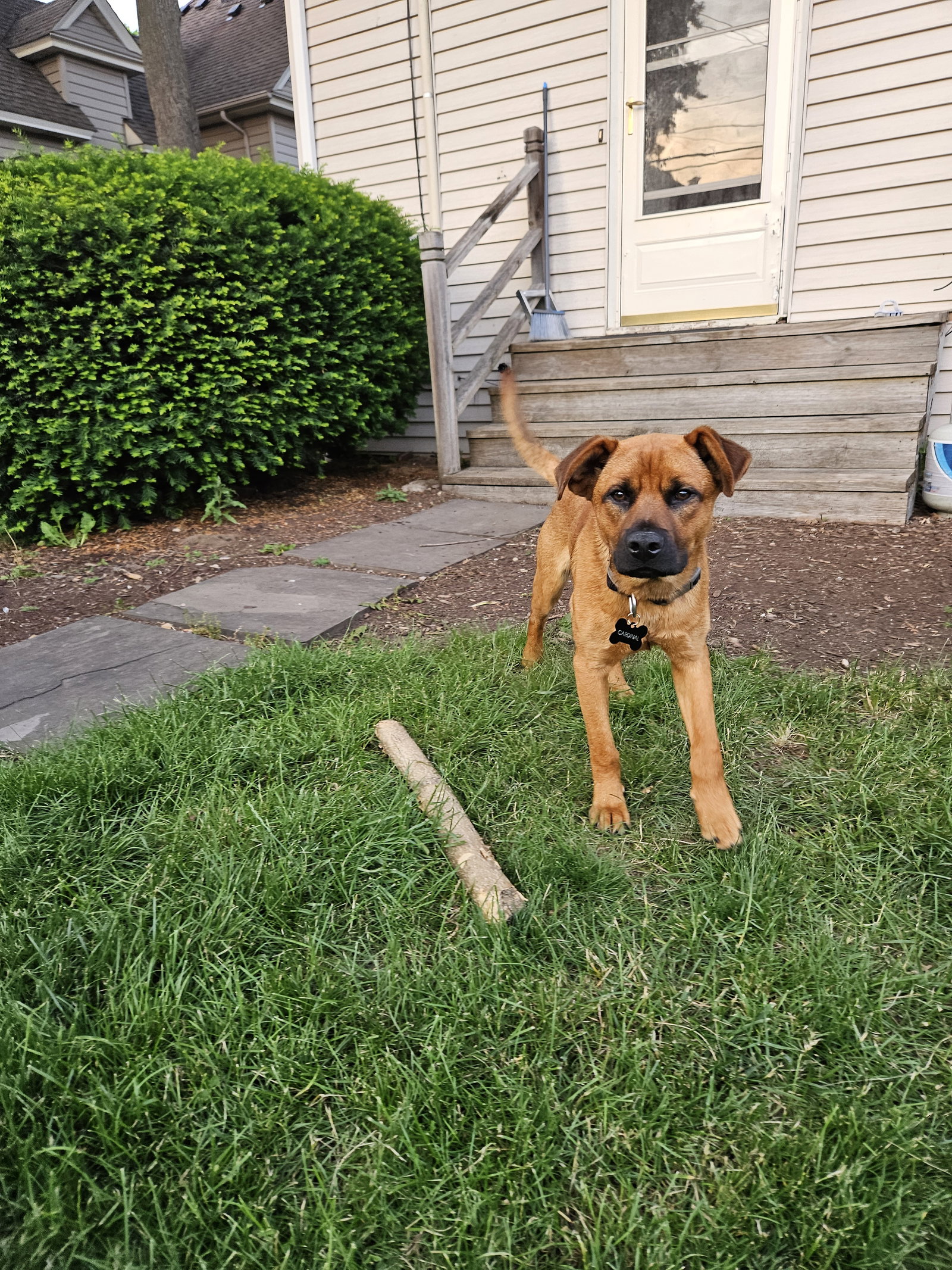 Dog for Adoption - Cardinal, a Labrador Retriever in Kankakee County ...