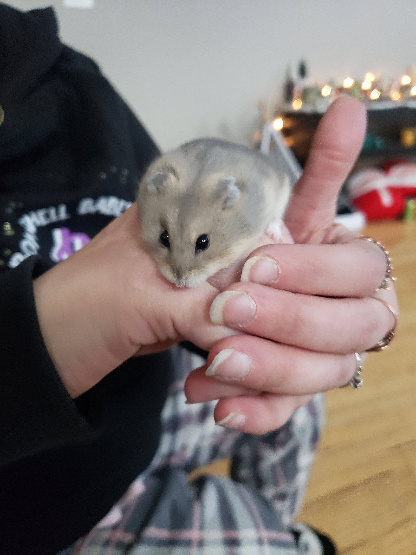 Hamster adoption in Aurora, IL 60506: Hamster Hamster "Samster"
