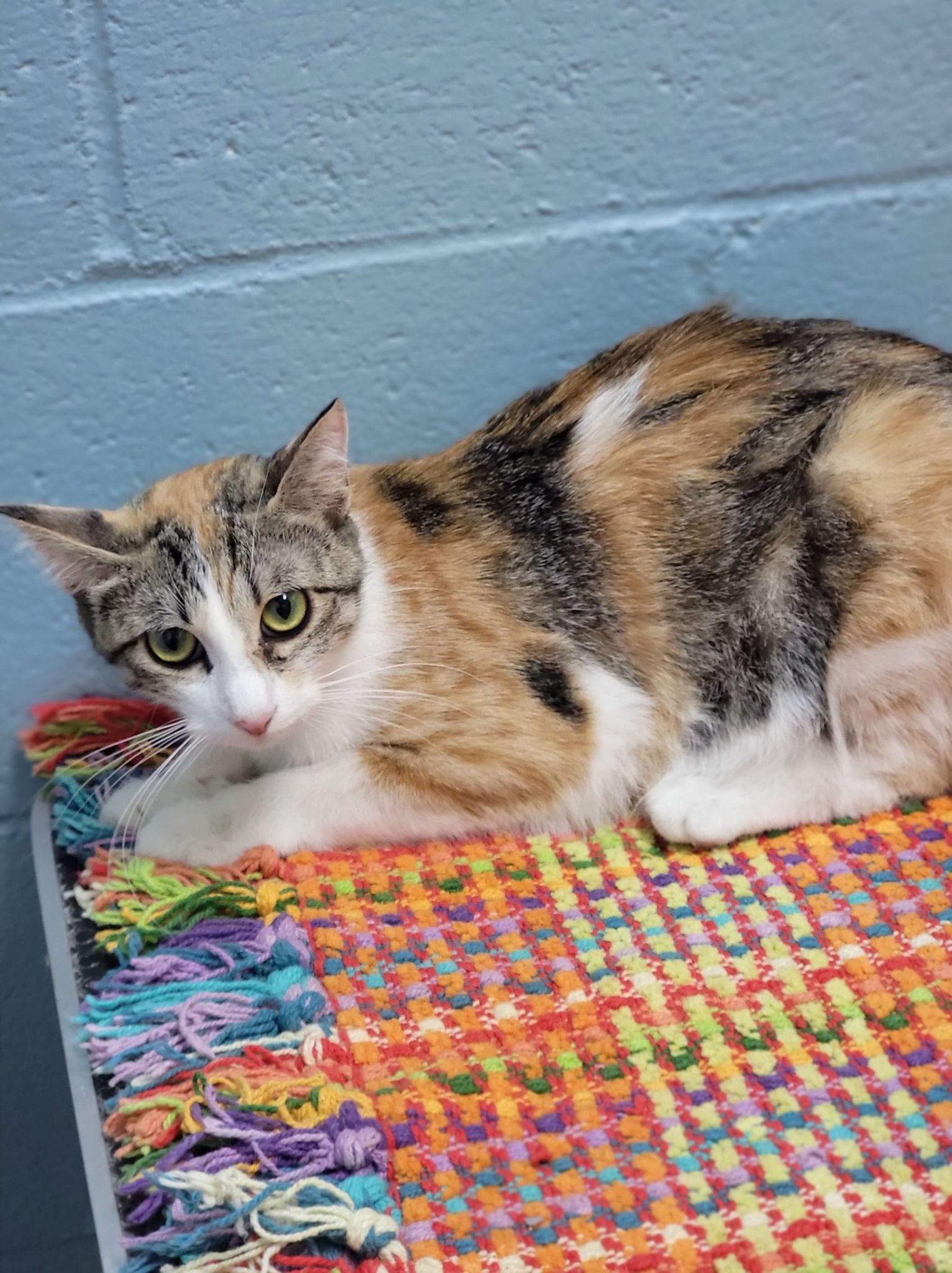 Cats for Adoption in Gaston, South Carolina | Alpha Paw