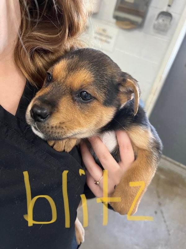 Dog for Adoption - Blitzen, a German Shepherd Dog in Gaston, SC | Alpha Paw