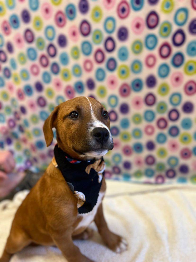 Dog for Adoption - Goofy, a Labrador Retriever in Cane Savannah, SC ...