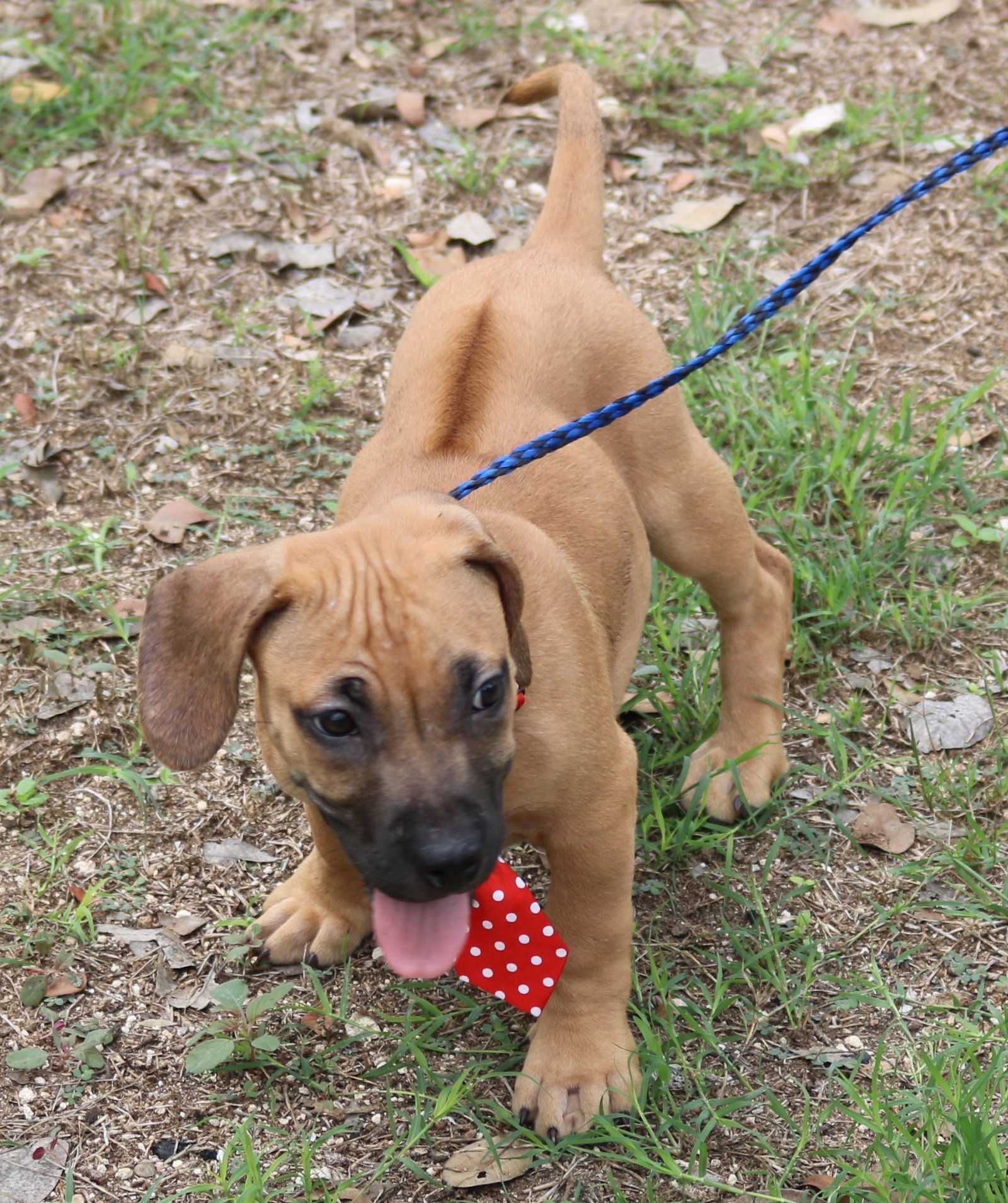 Dog for Adoption - Tucker, a Rhodesian Ridgeback in Kerr County, TX ...