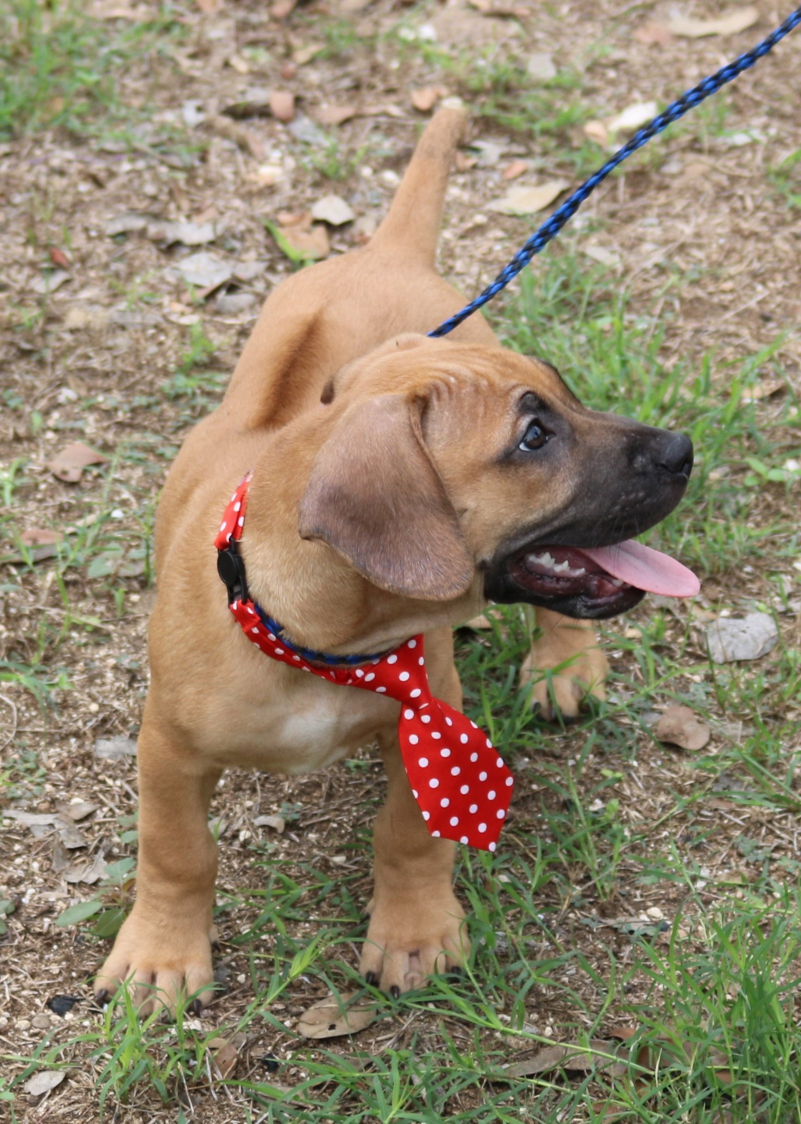 Dog for Adoption - Tucker, a Rhodesian Ridgeback in Kerr County, TX ...