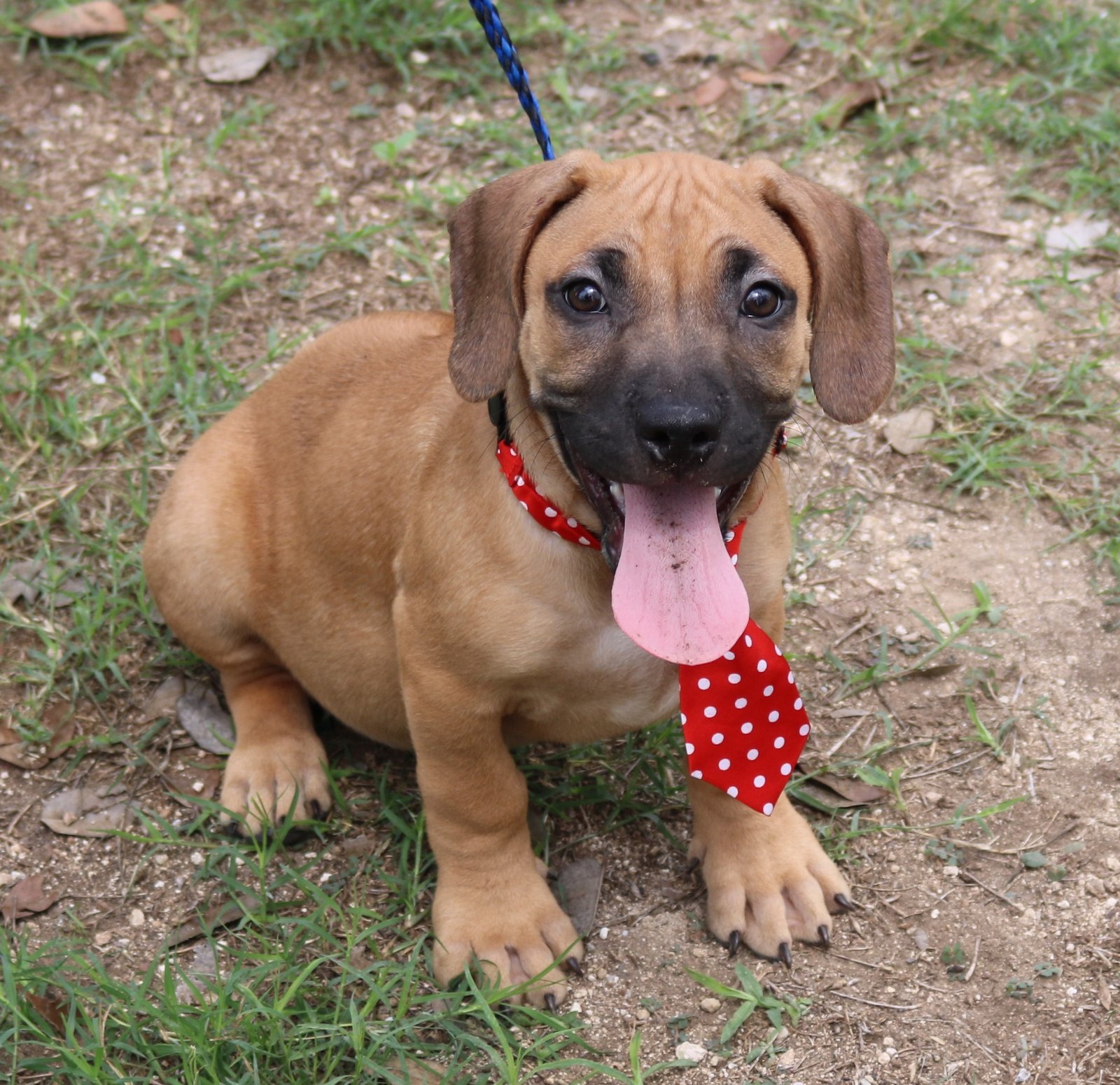 Dog for Adoption - Tucker, a Rhodesian Ridgeback in Kerr County, TX ...