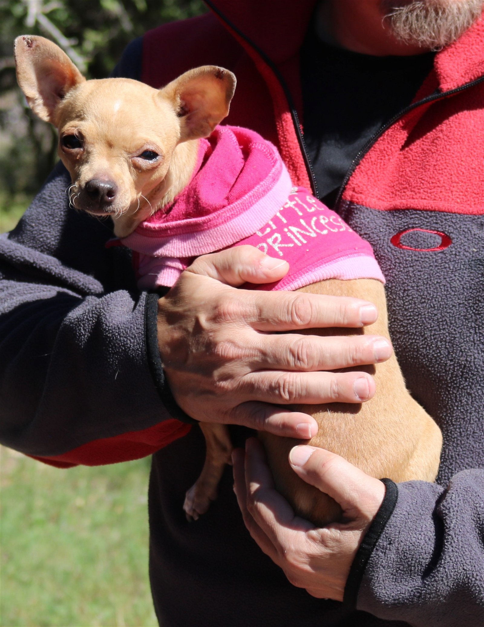 Dog for Adoption - Chica, a Chihuahua in Lackland Air Force Base, TX ...